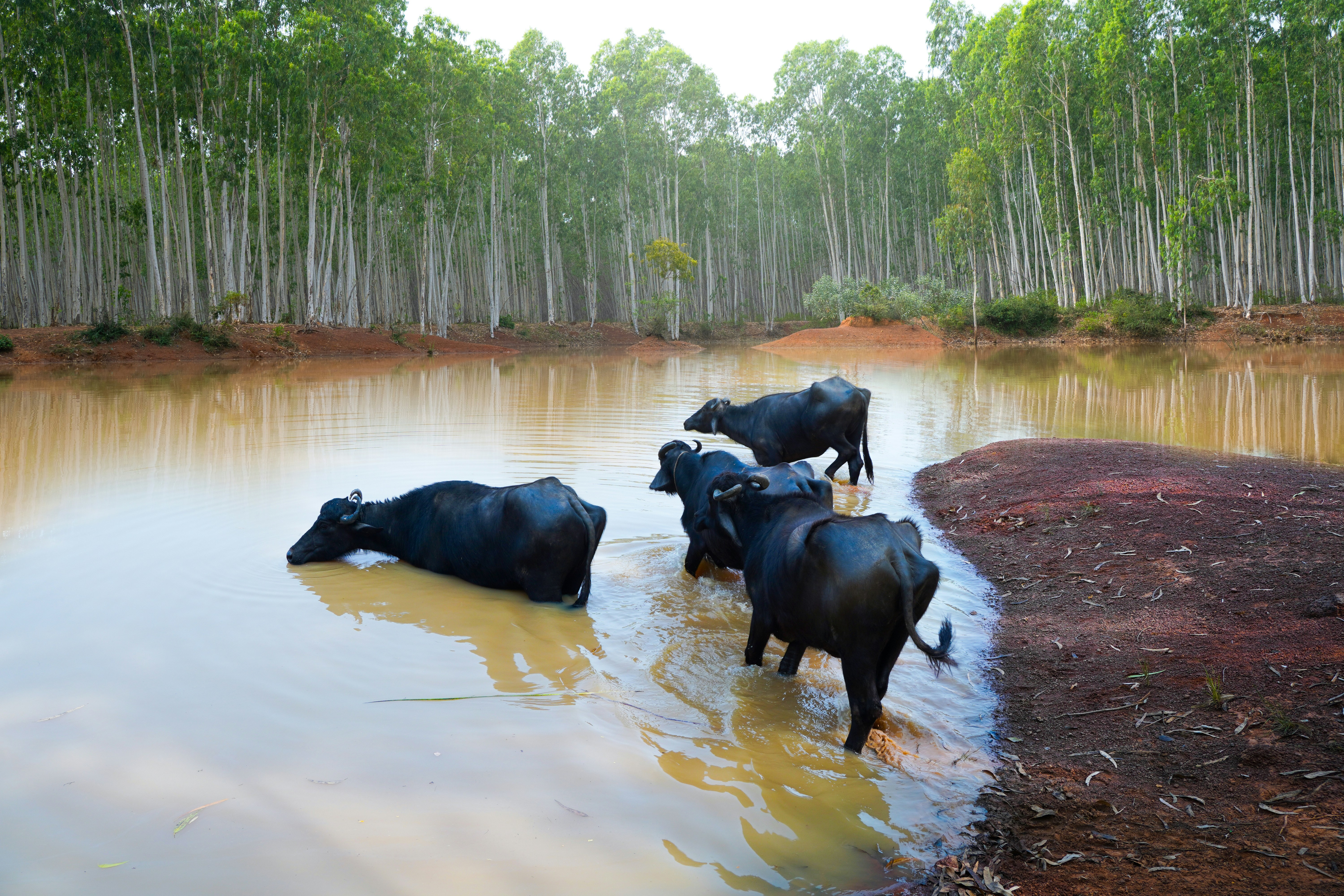 Cattle Crossing the Muddy Pond: Quiet Confluence of Water and Forest