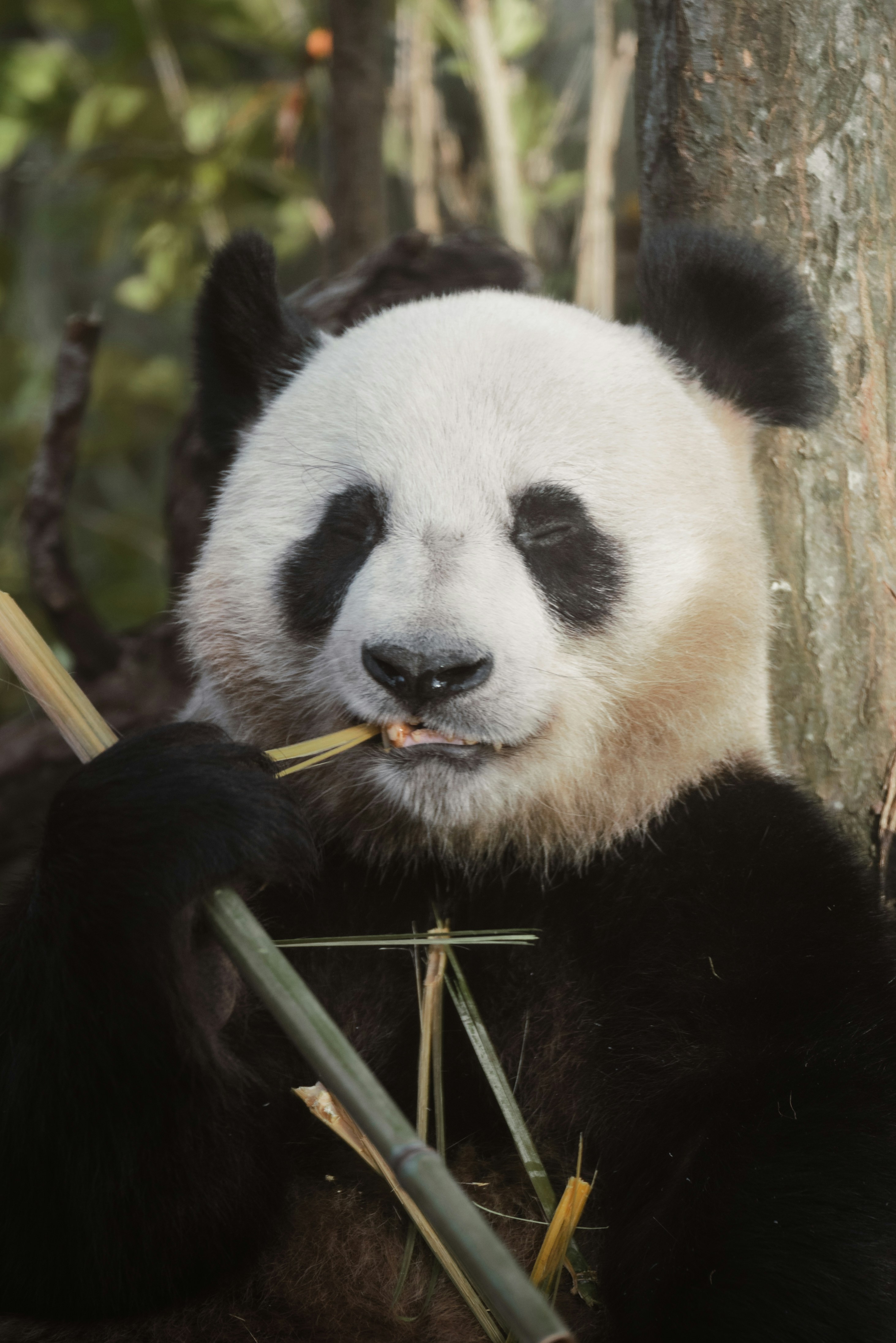 Panda in Quiet Bamboo Corner Nibbles on a Snack