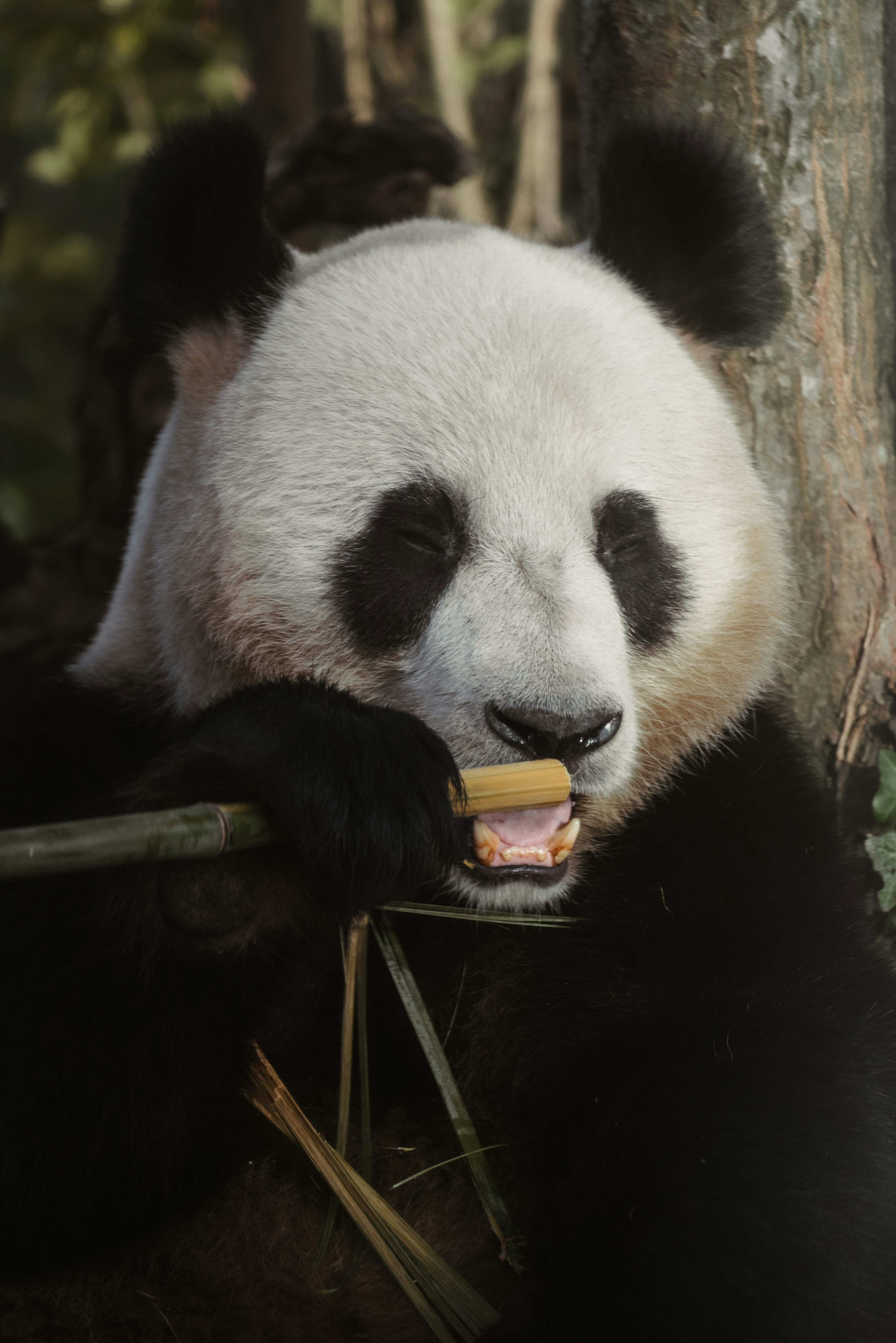Panda Uplift: Bamboo Bite Between Tree Trunks