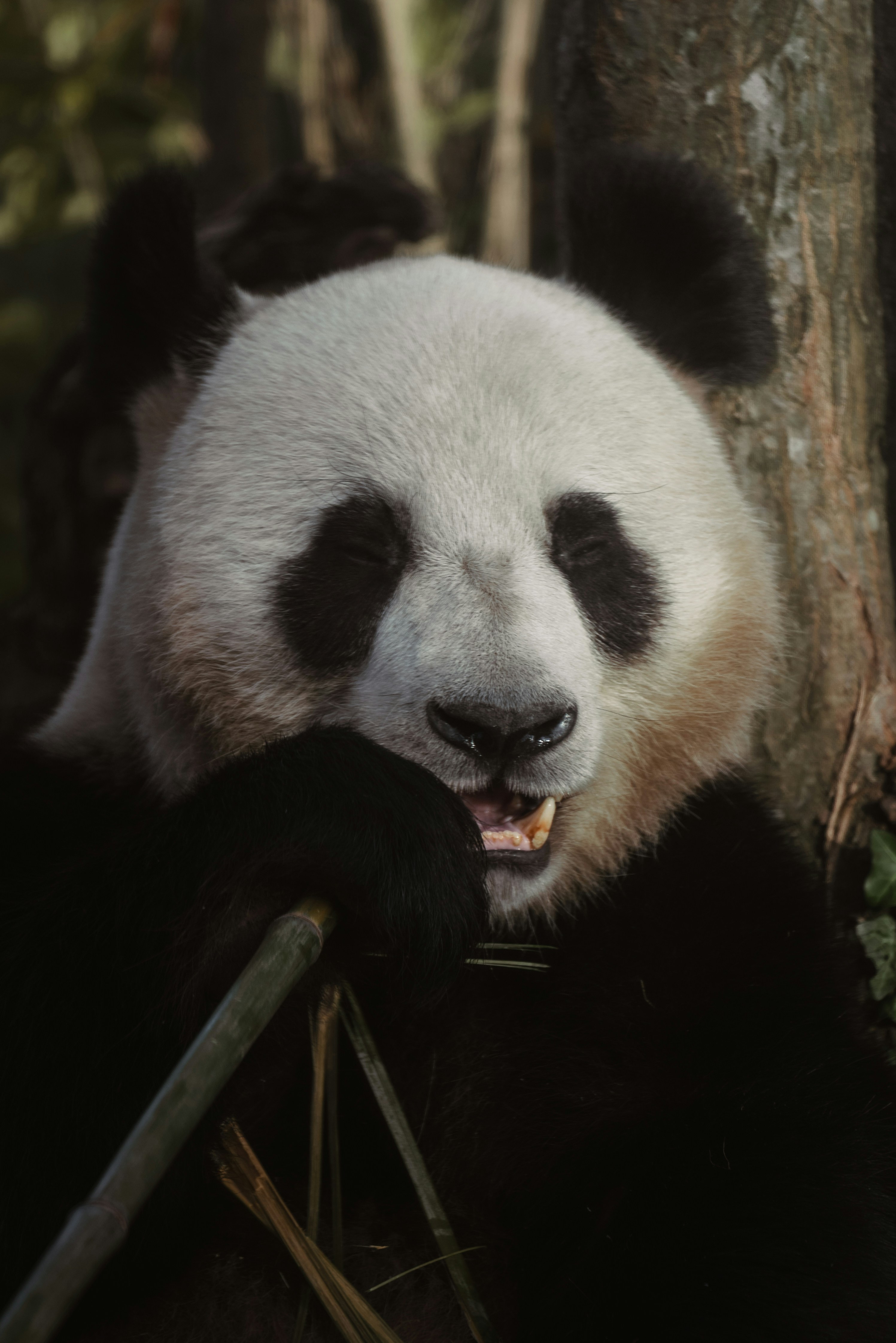 Panda at Rest: Gentle Smile Behind Bamboo