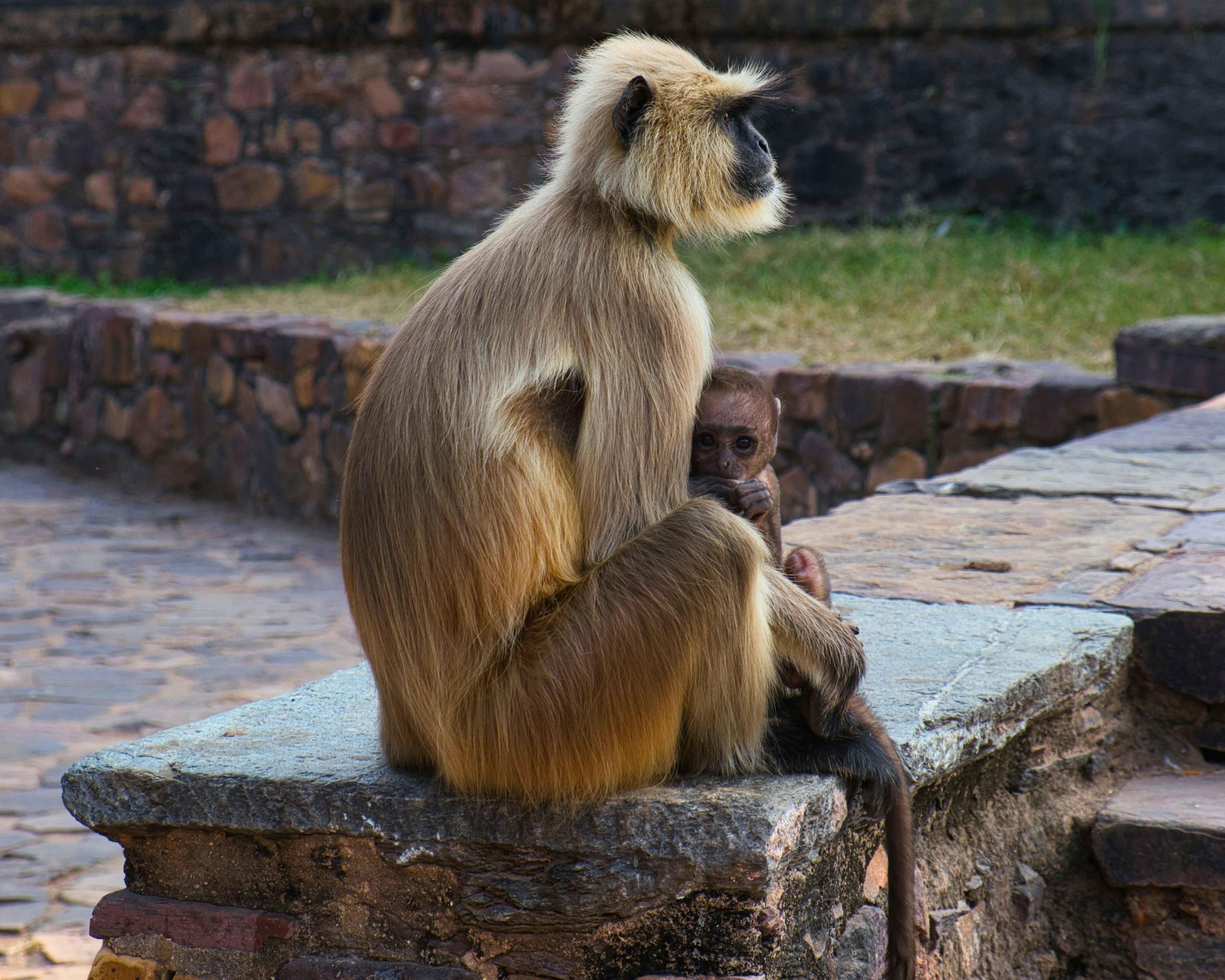 Mother and Young Monkey: Quiet Bond on the Stone Bench