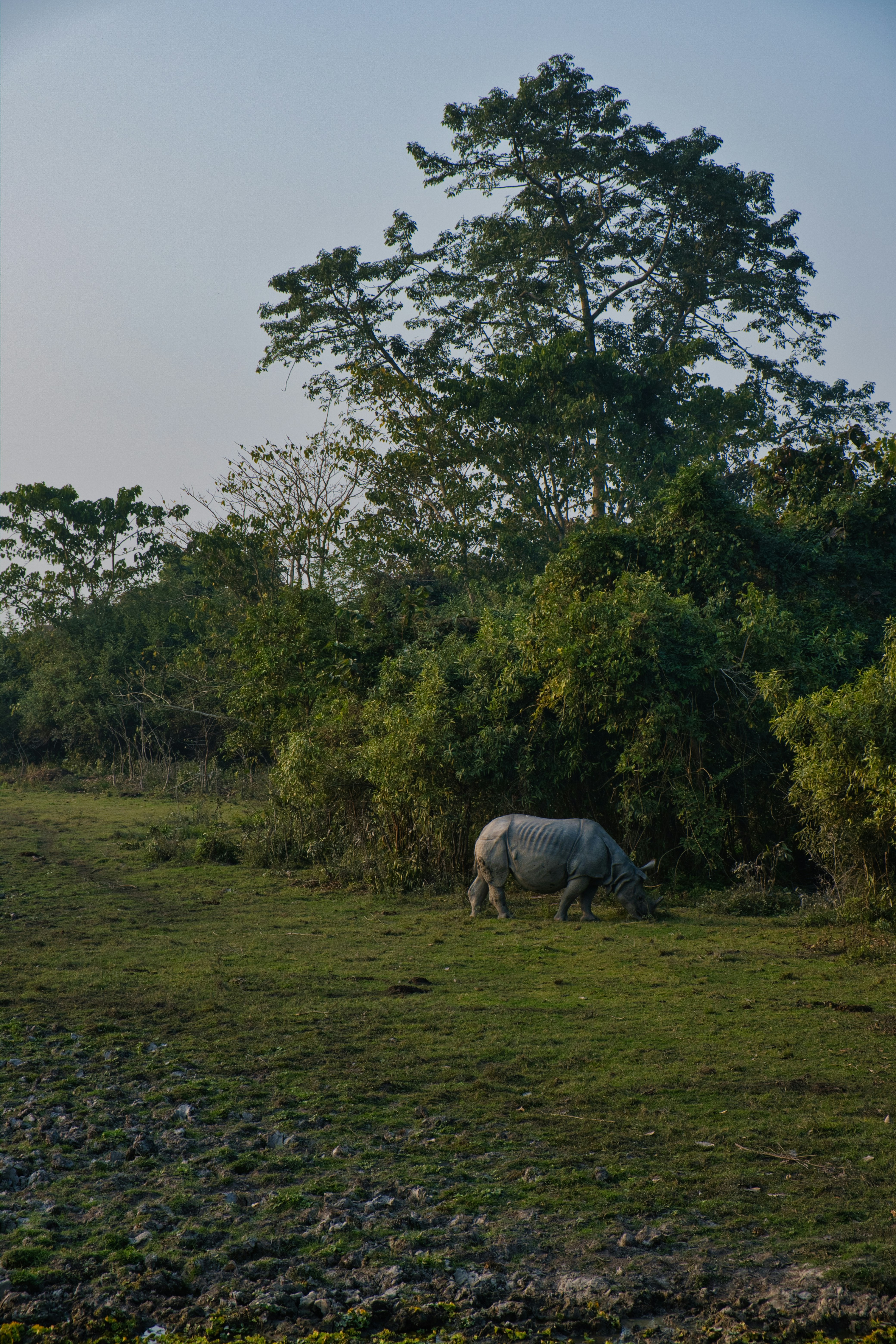 Grazing Rhino in a Quiet Savanna Edge