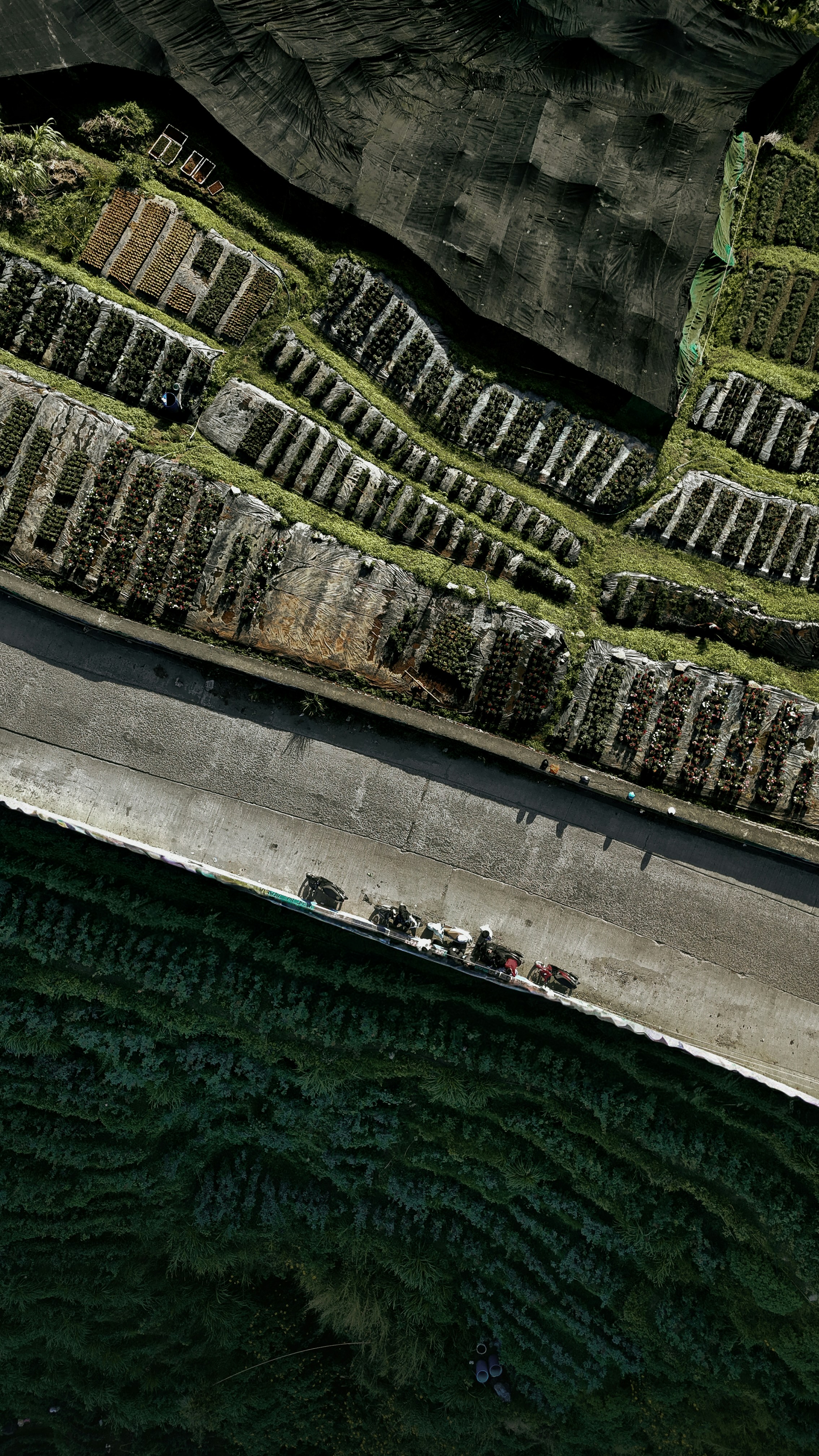 Aerial Rows: Terraced Nursery Descending into a Canal Edge