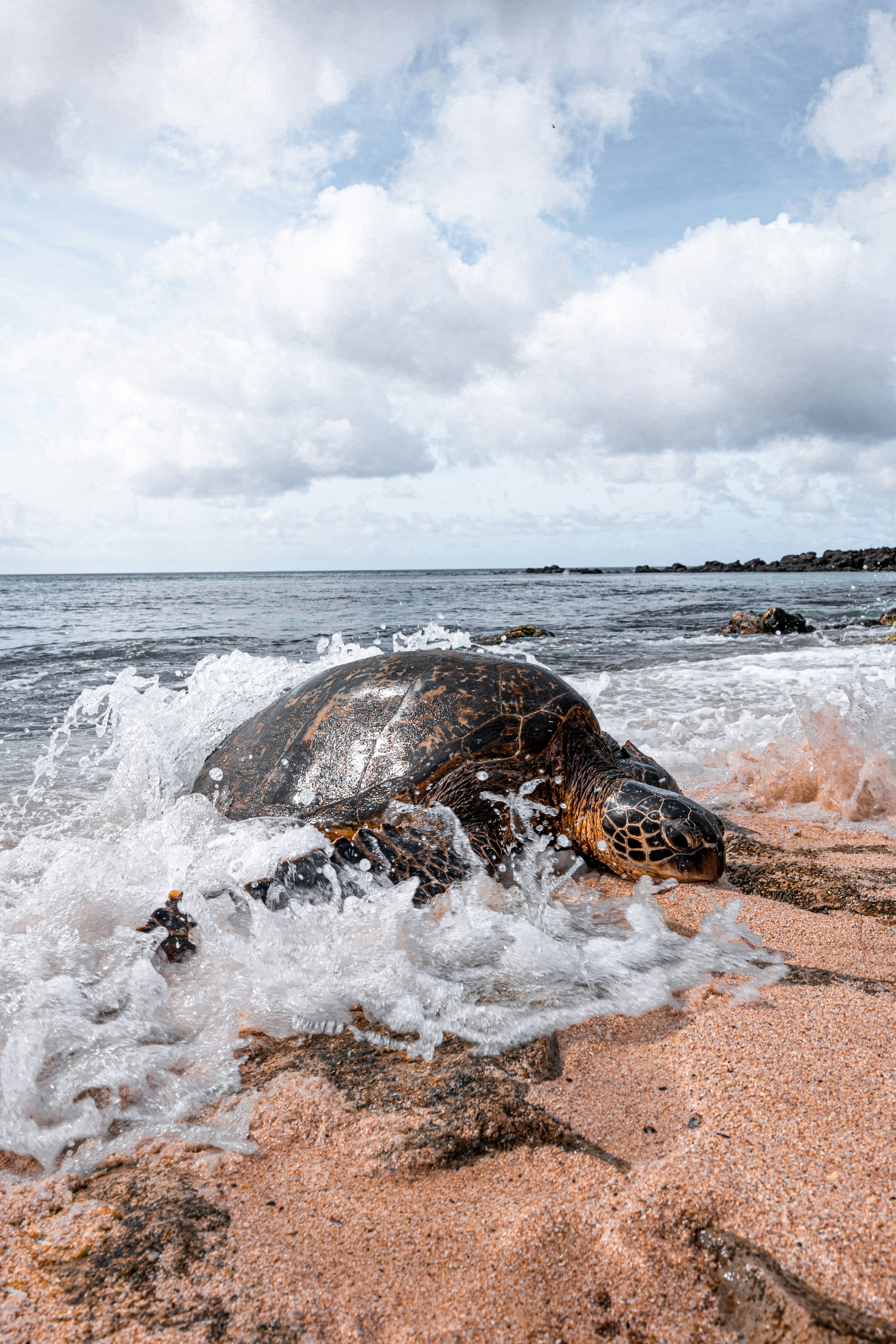 Sea Turtle Riding the Shorebreak
