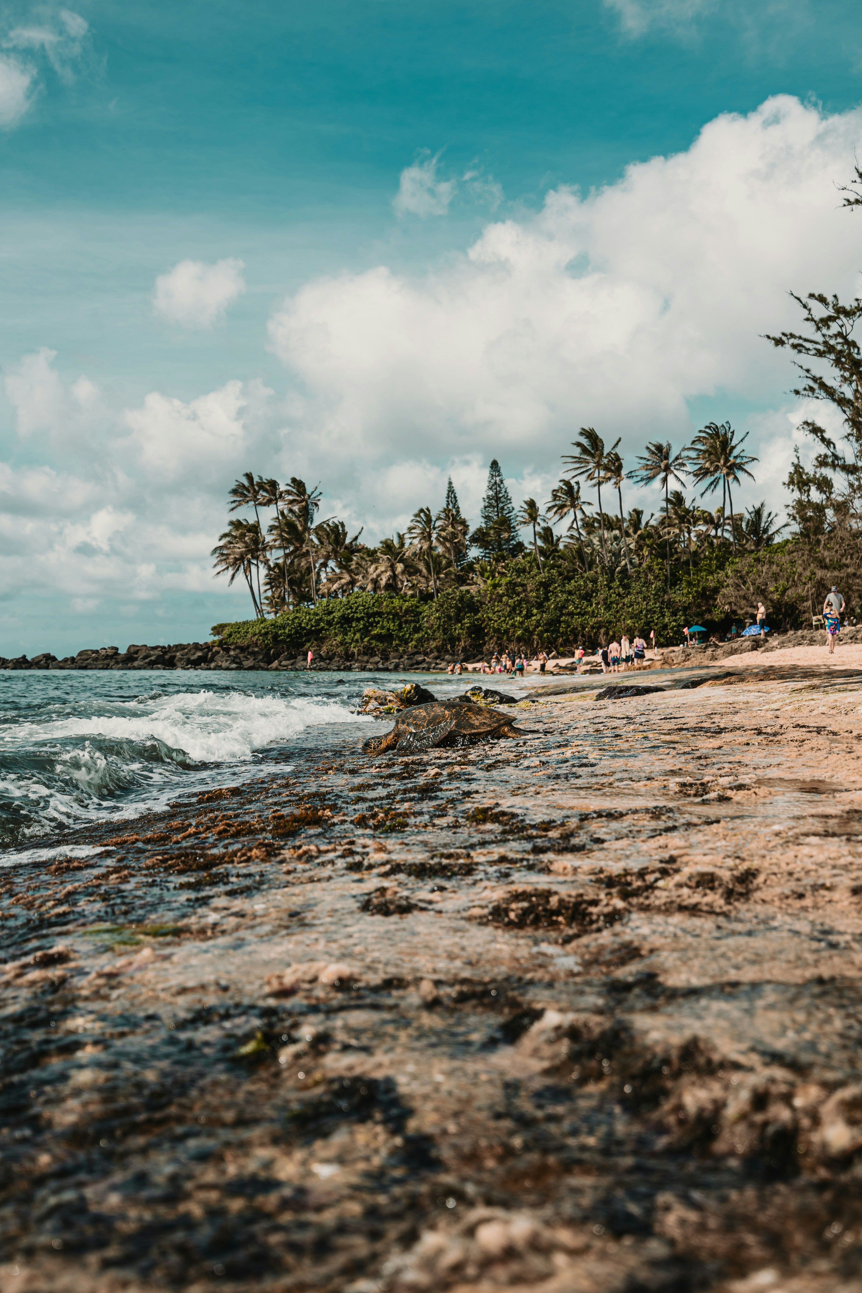 Coastal Horizon: Palm Trees and People Along a Sunlit Shore