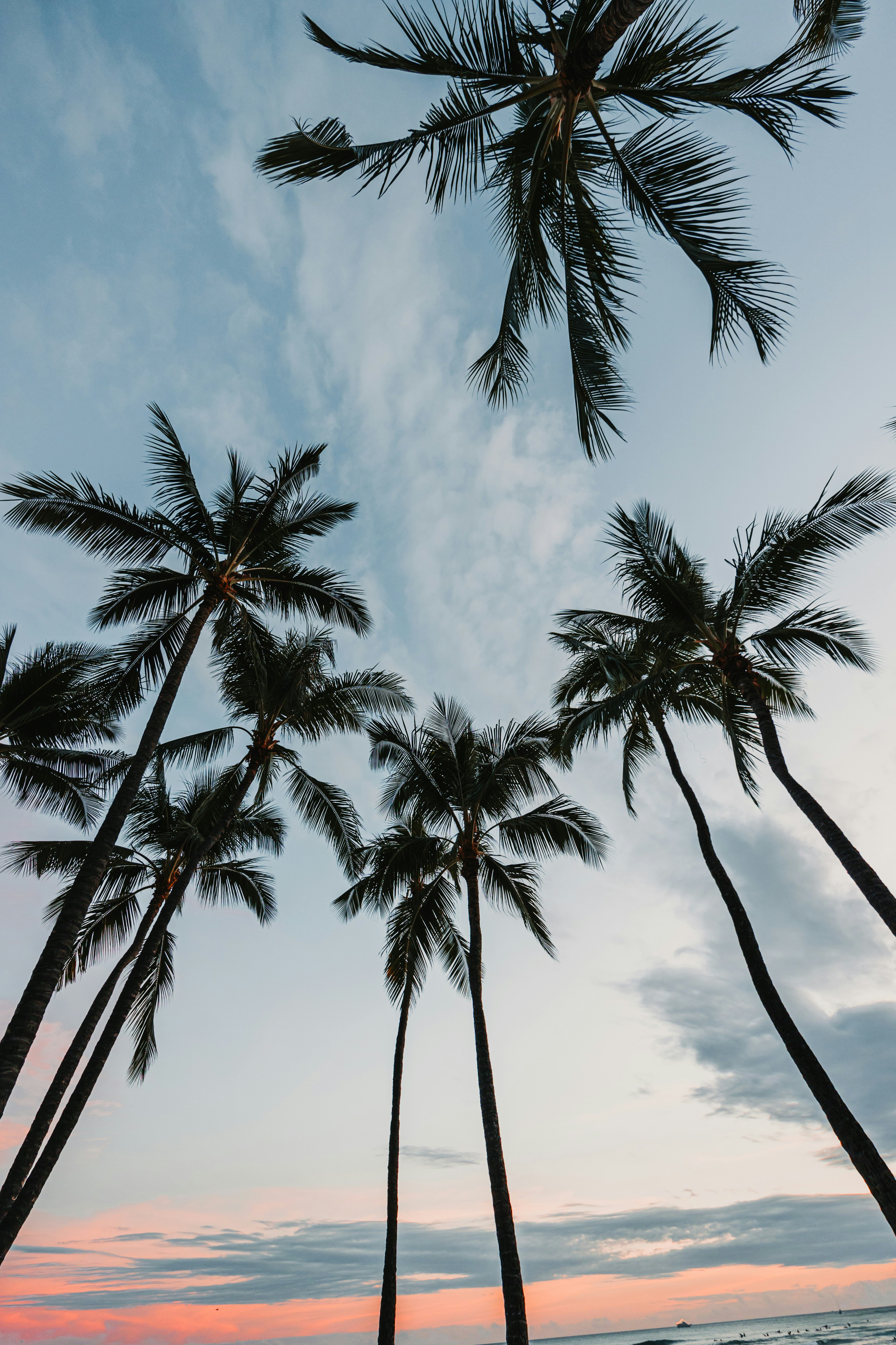 Low angle view of palm trees at dusk with a pink and blue sunset sky near the ocean.