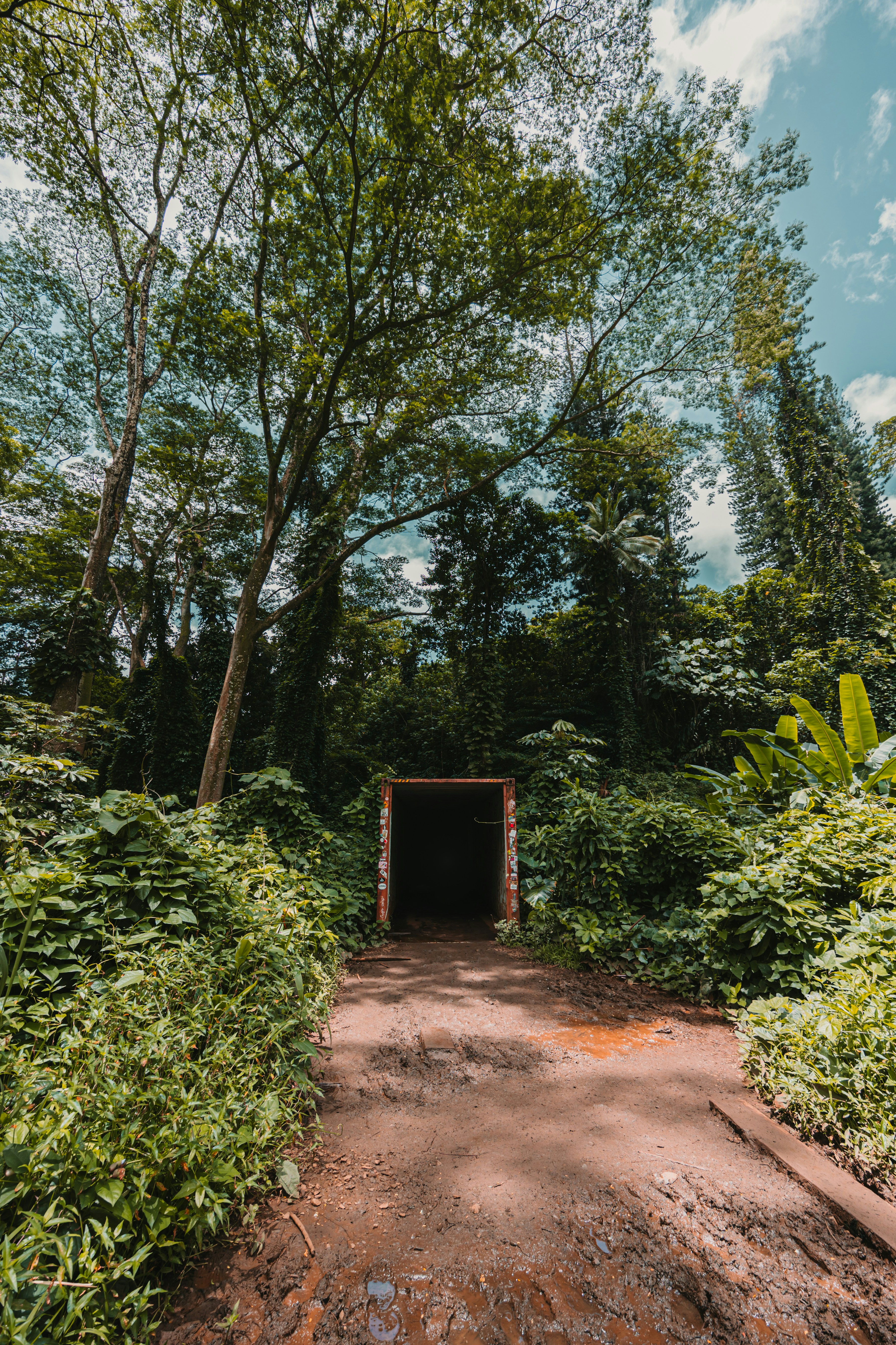 Forest Entrance to Mystery