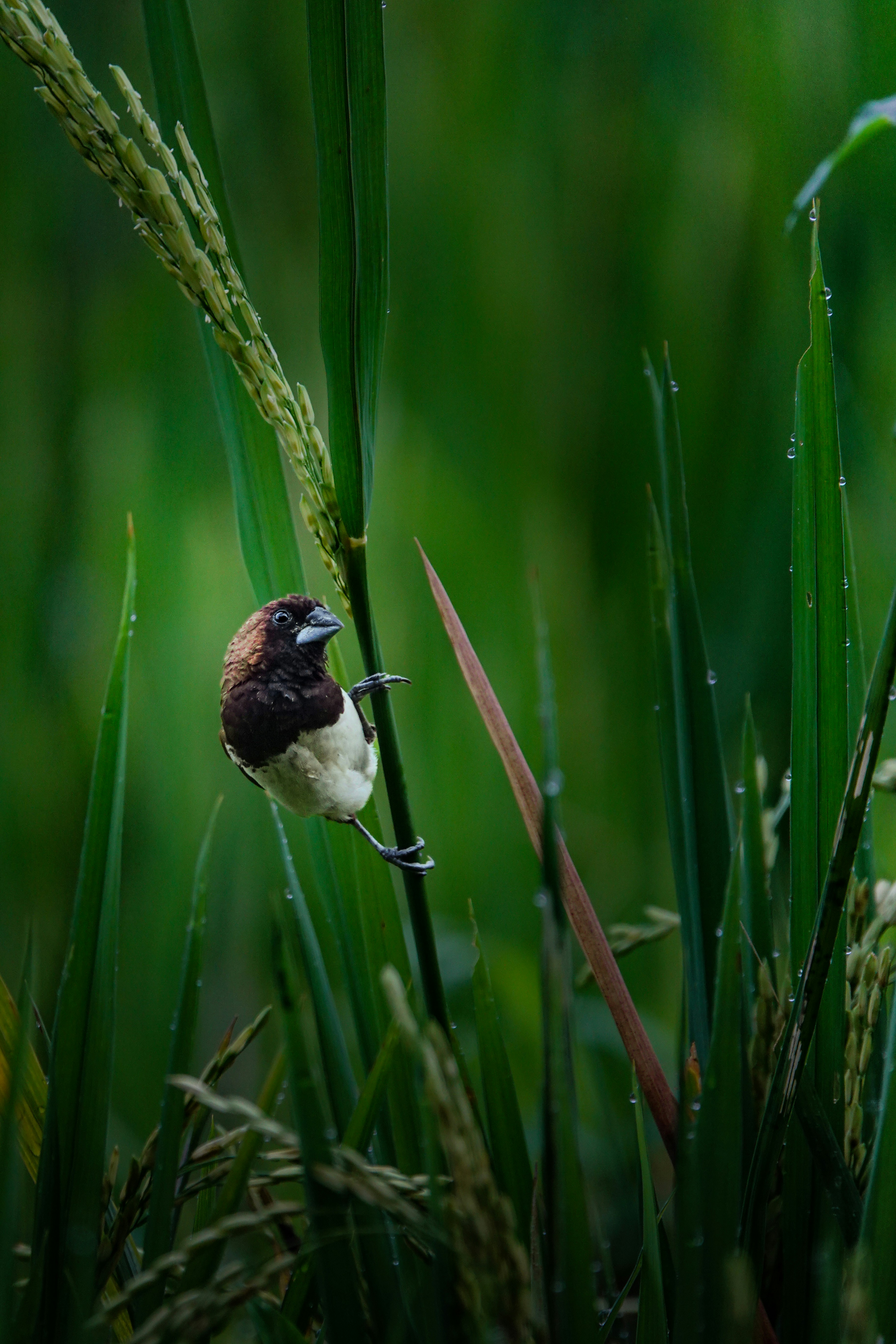 Tiny Hopper Among Emerald Stalks