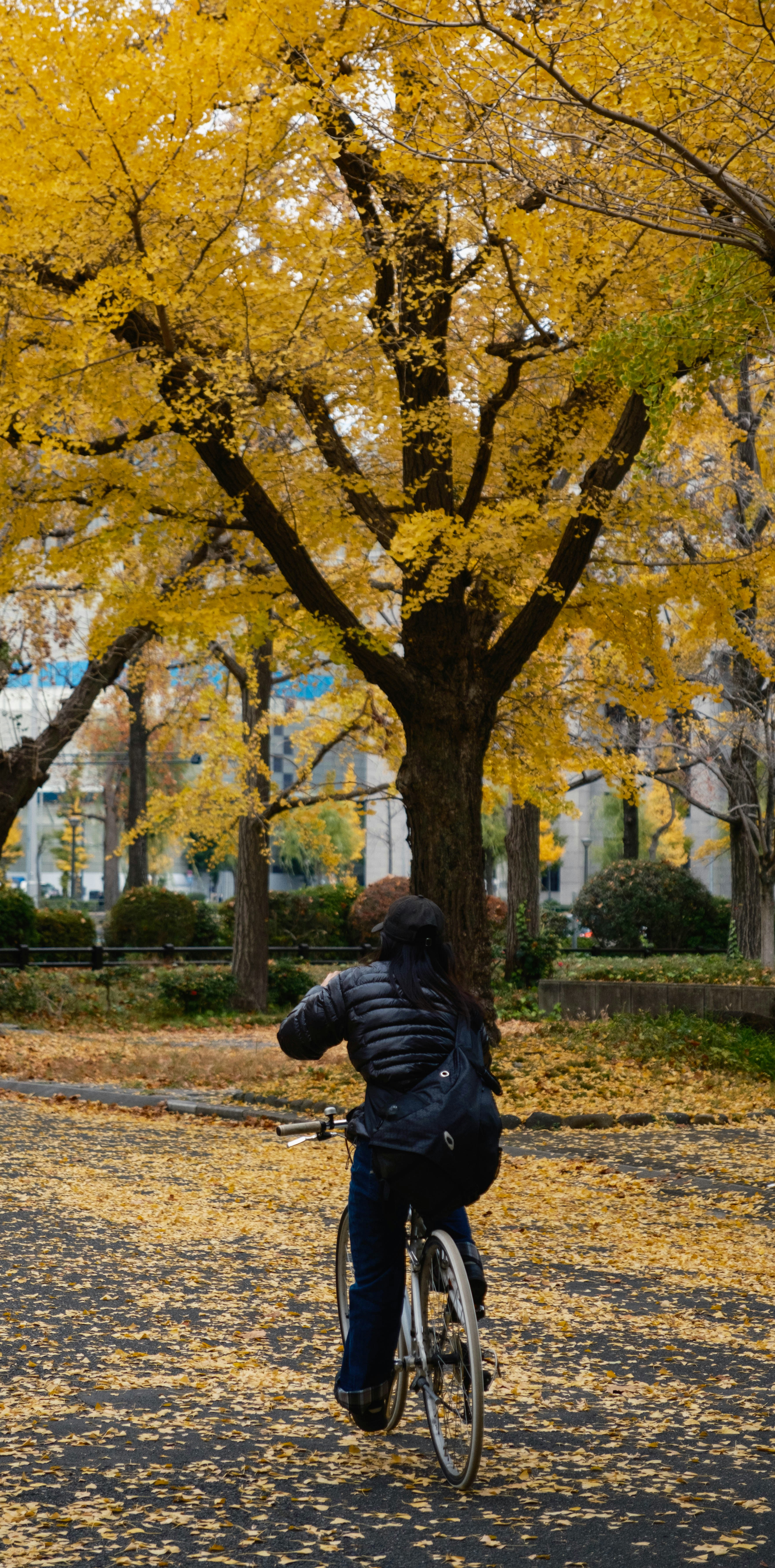 Autumn Ride: A cyclist glides beneath a gold-leaved canopy
