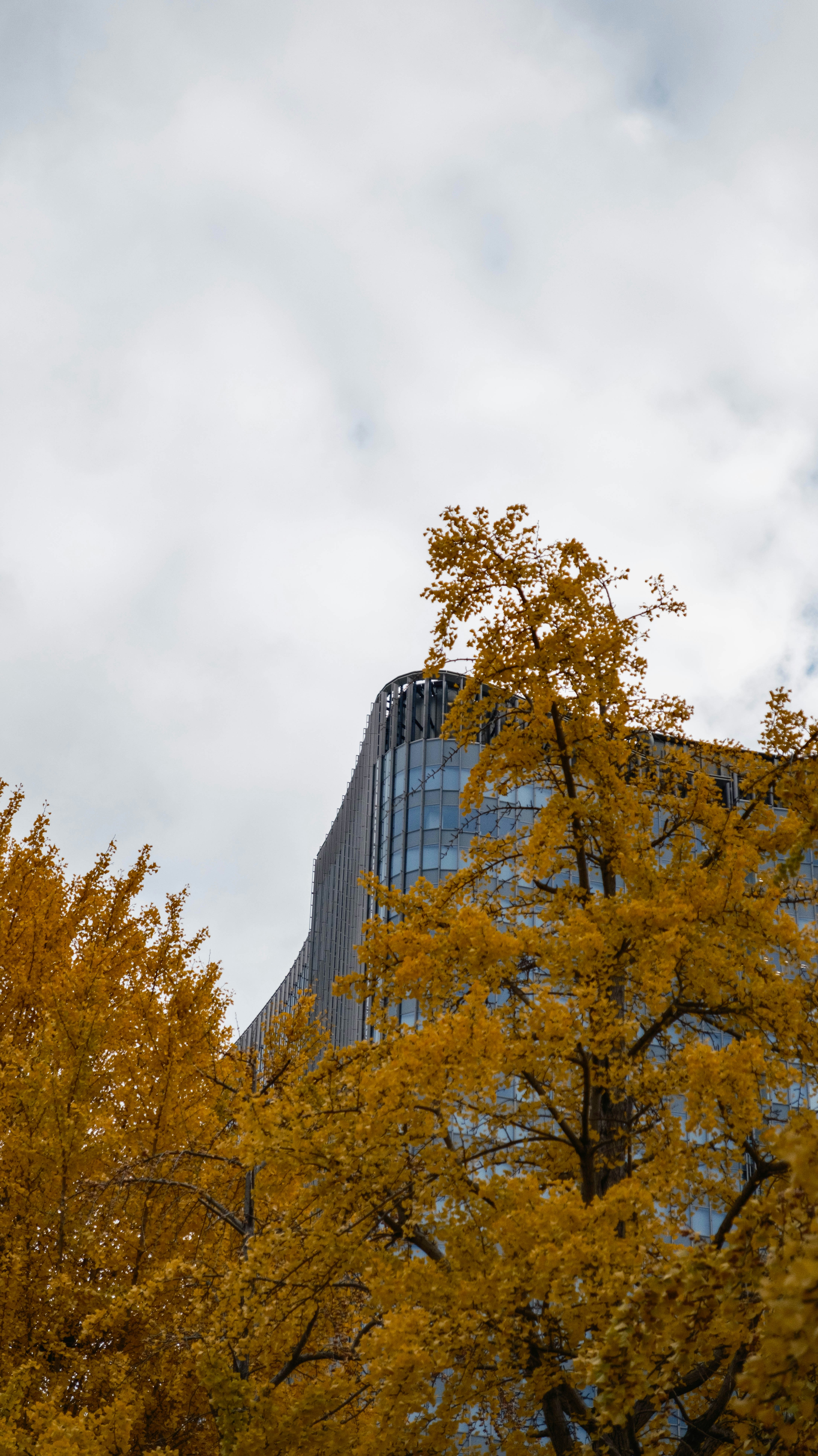 Autumn Edge: A Glassed Tower Peeking Through Golden Canopy