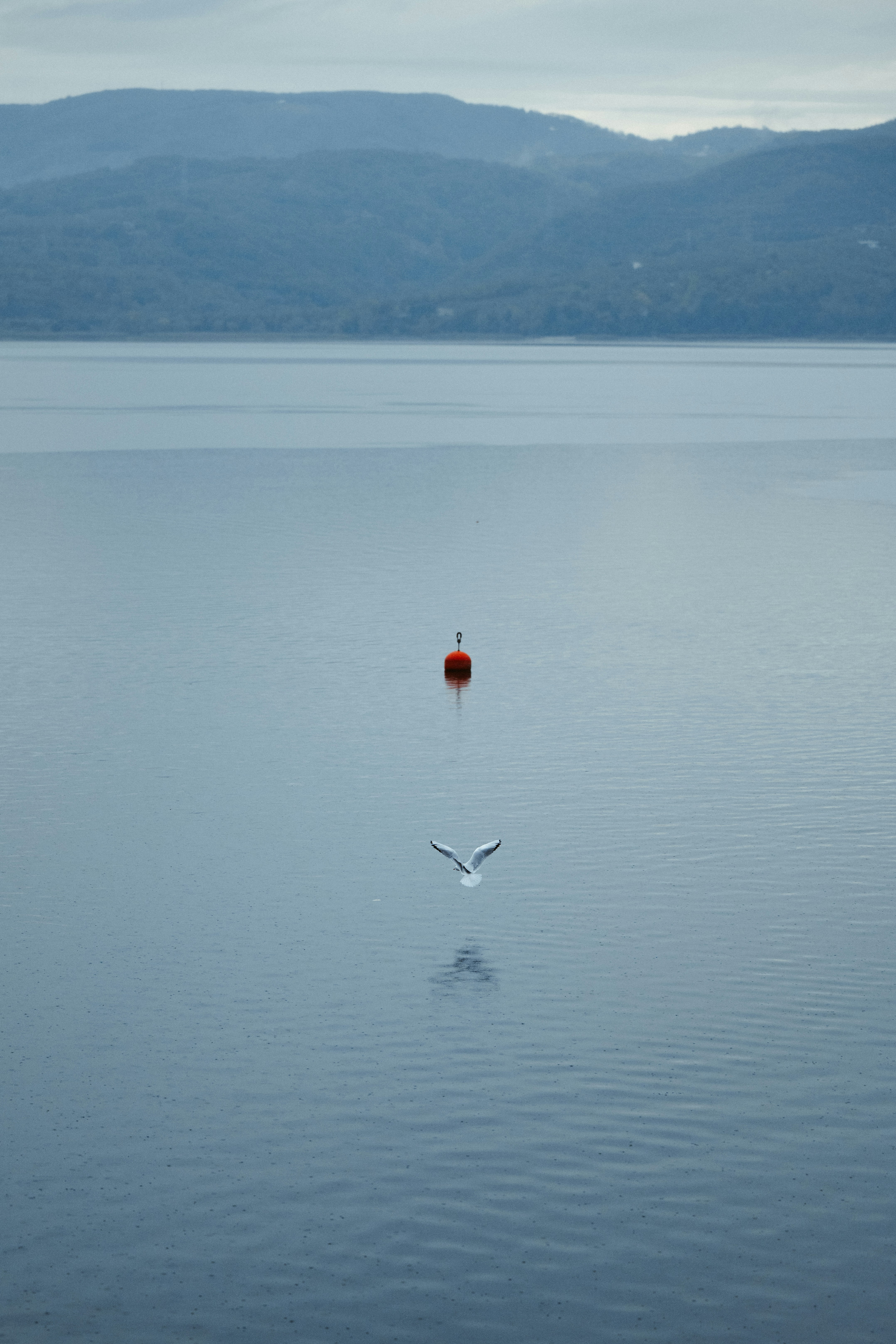 Red Buoy and Soaring Gull Over Quiet Lake