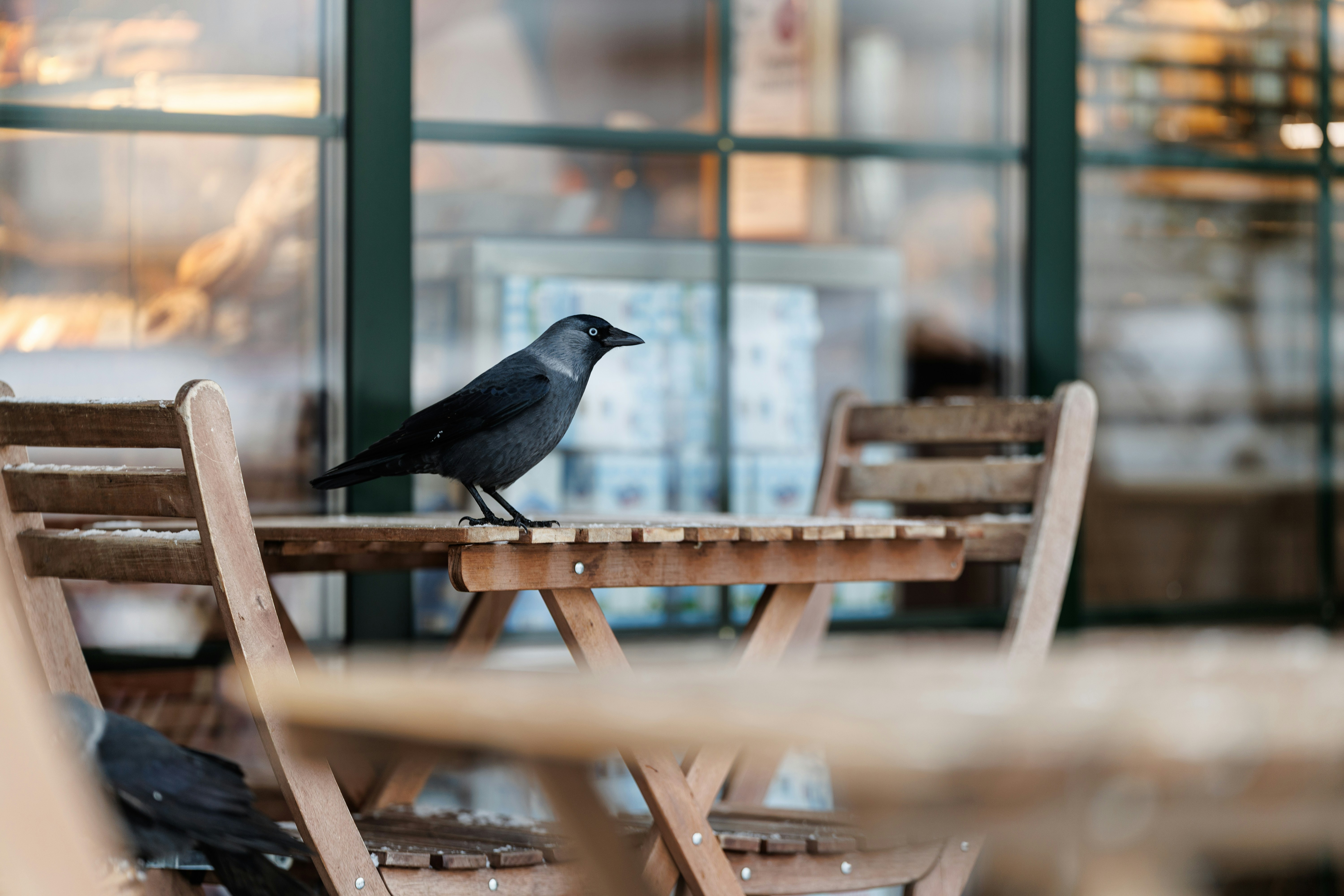 Midday Ambience: A Crow Pauses on a Rustic Table