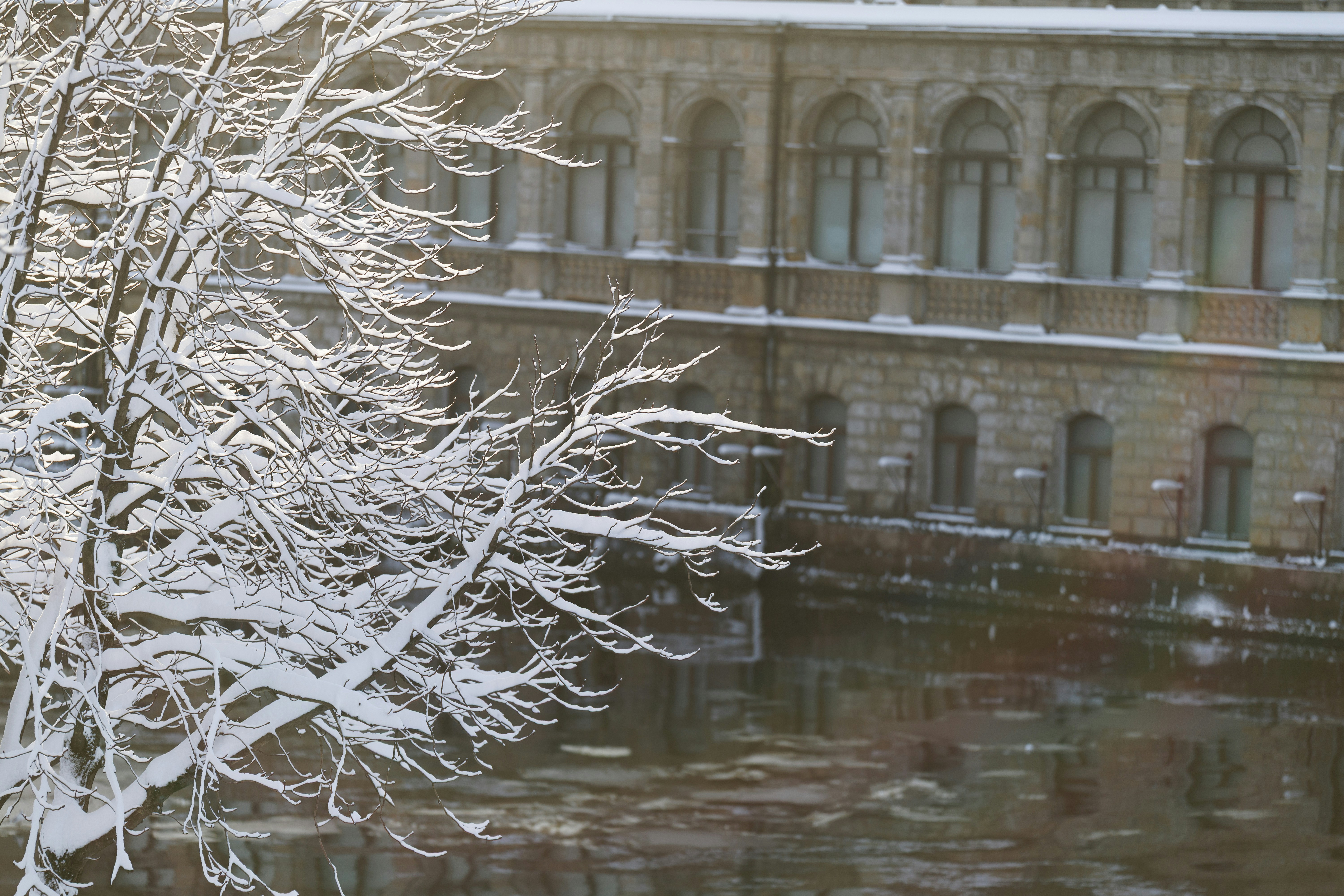 Snow-laden Branches Framing a Historic Riverside