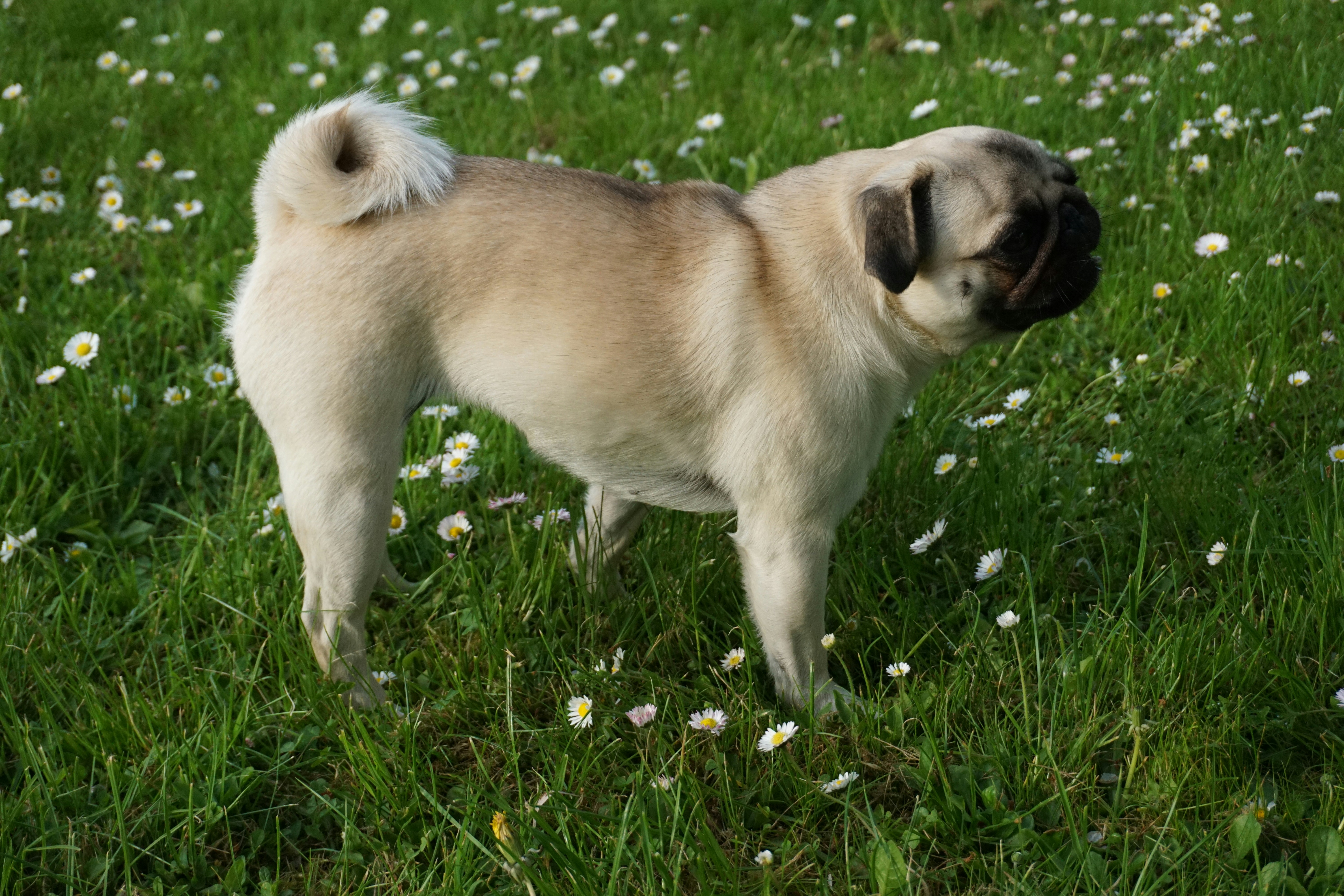 Pug in a Daisy Patch: Side Profile on a Sunny Field