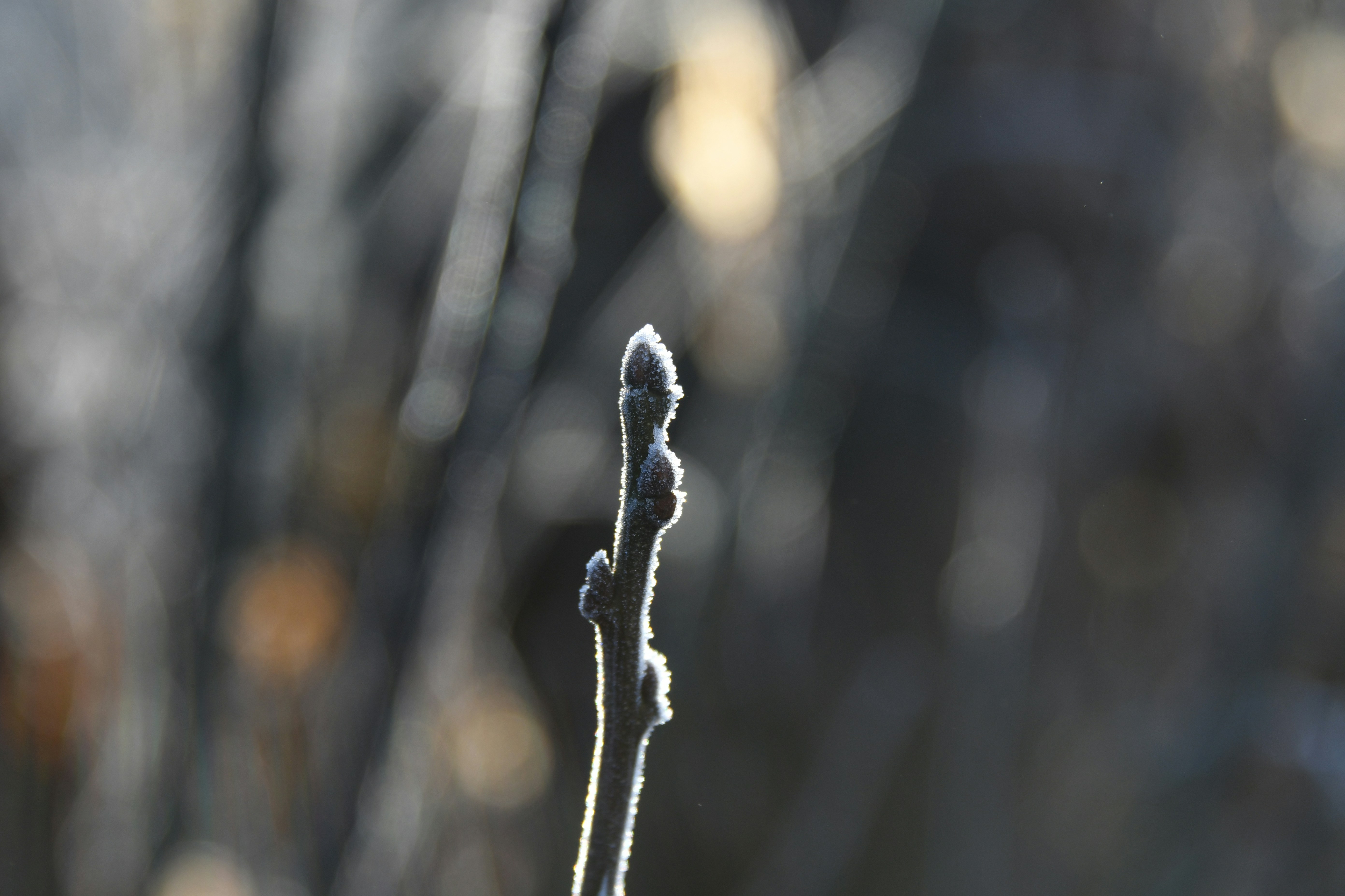 Frosted Bud against a Velvet Winter Background