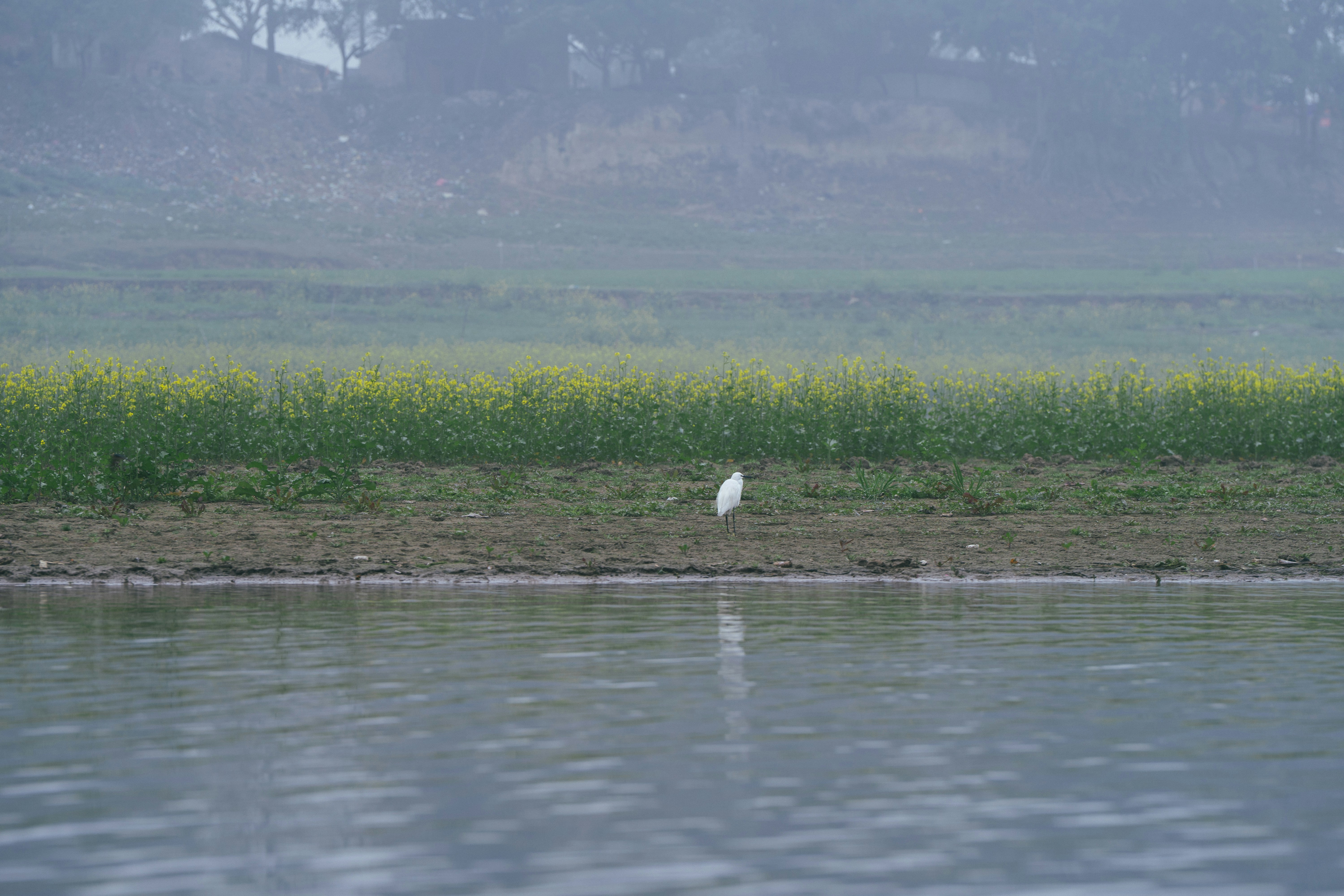 Quiet Water’s Edge: A lone egret Holds Court on the Riverbank