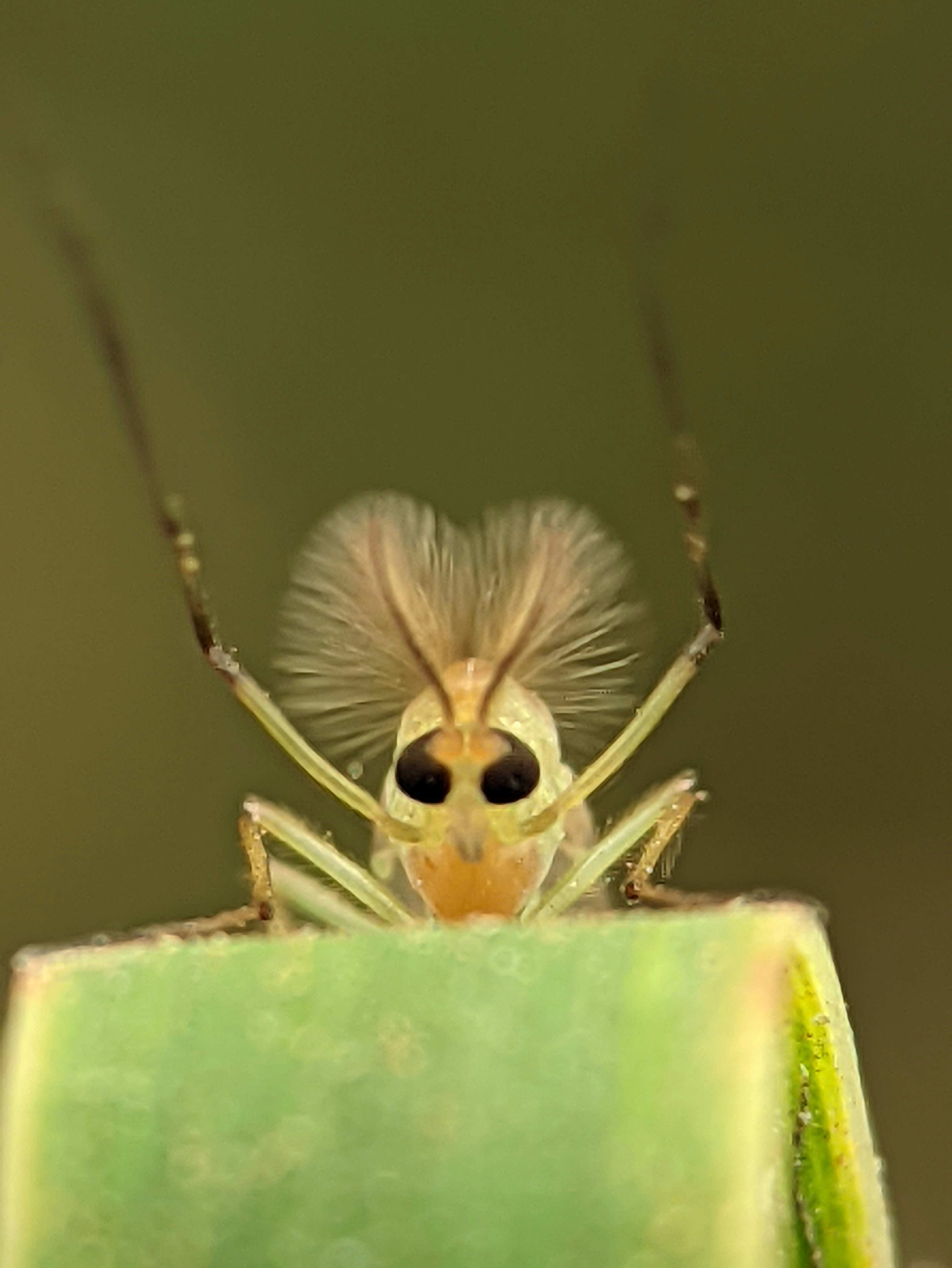 A light green insect with large eyes and feathery antennae.