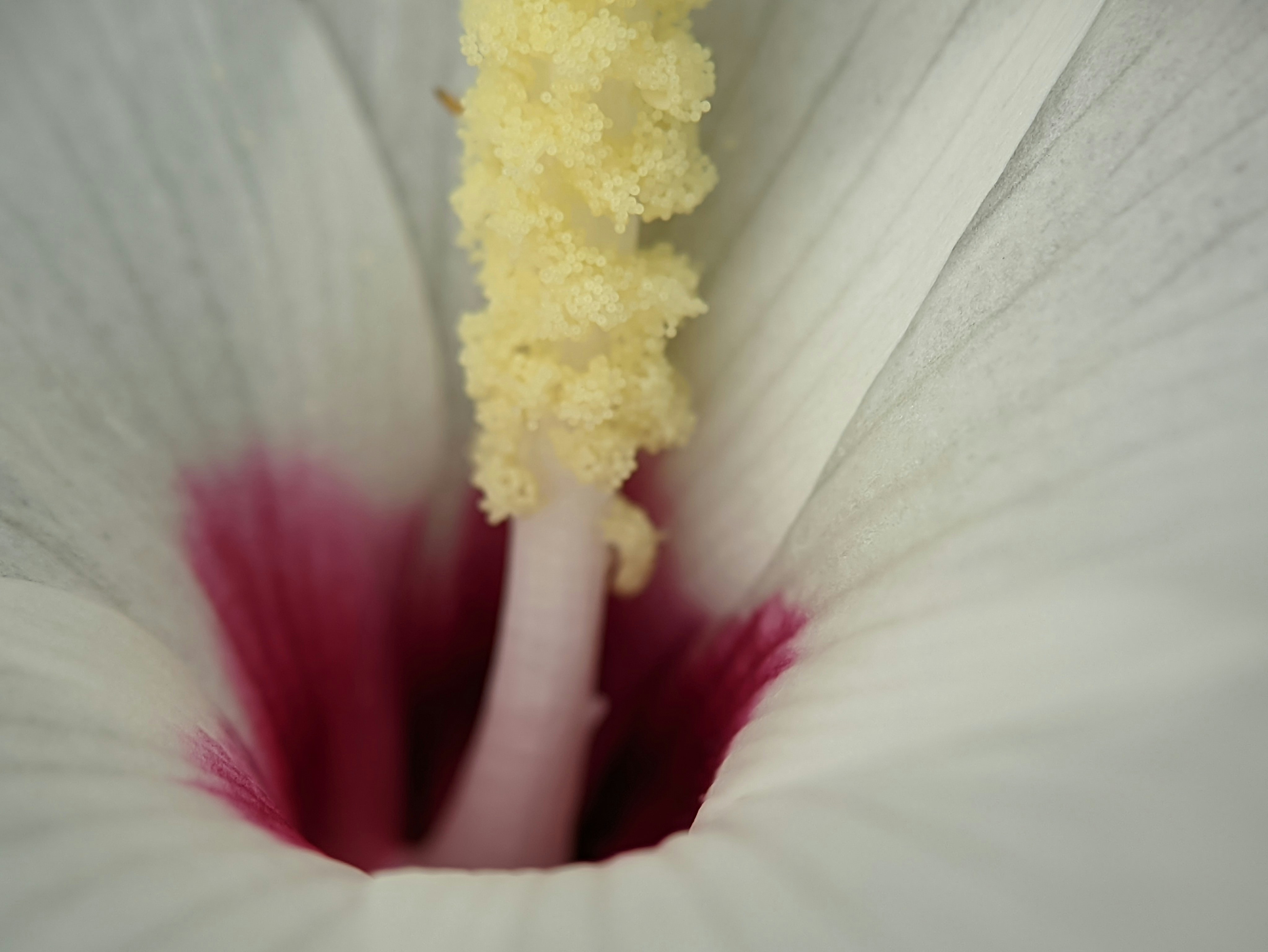 Stamen Center: A Creamy White Hibiscus with Sunlit Pollen