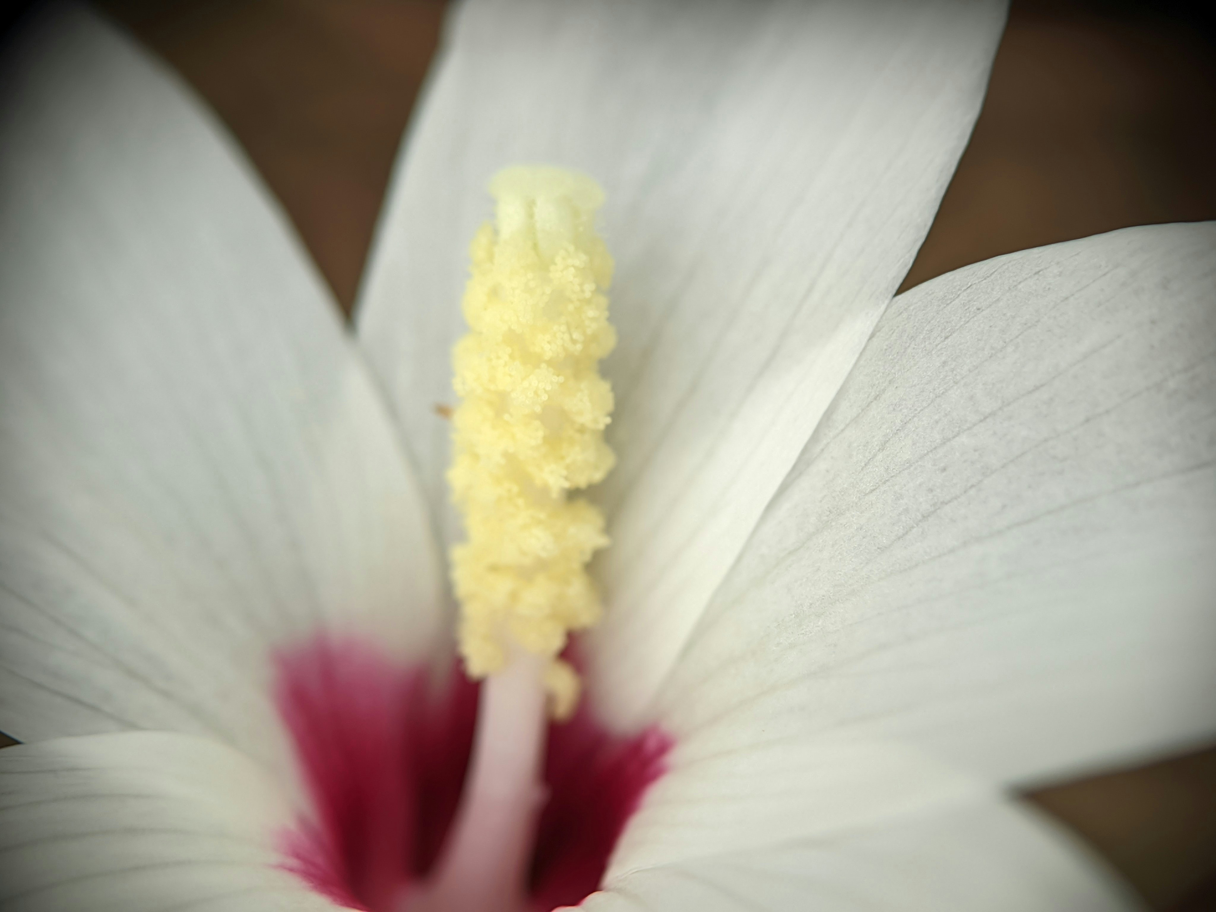 Close-up of a white hibiscus flower's stamen.