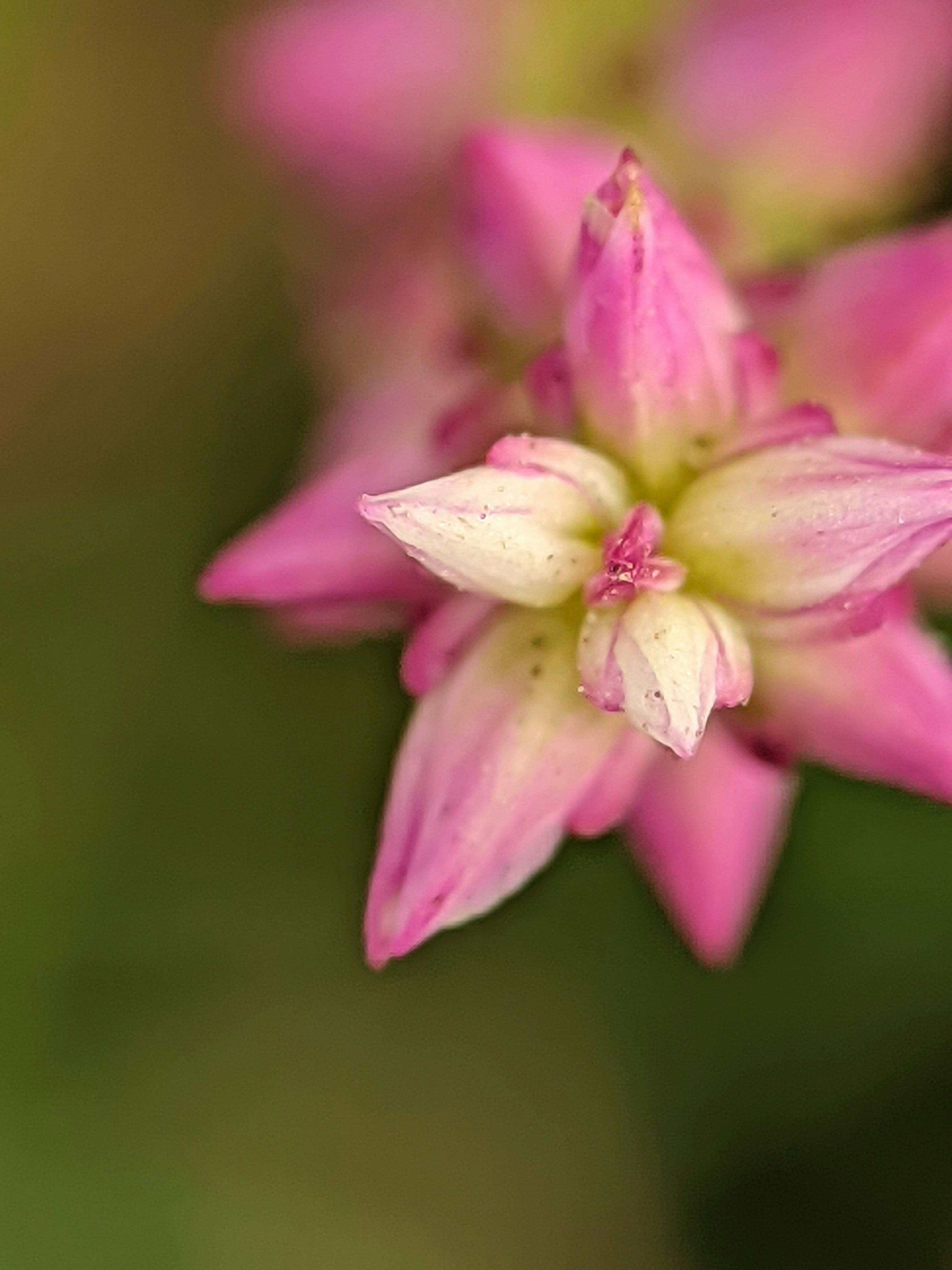 Soft-petaled bloom in a blurred green backdrop