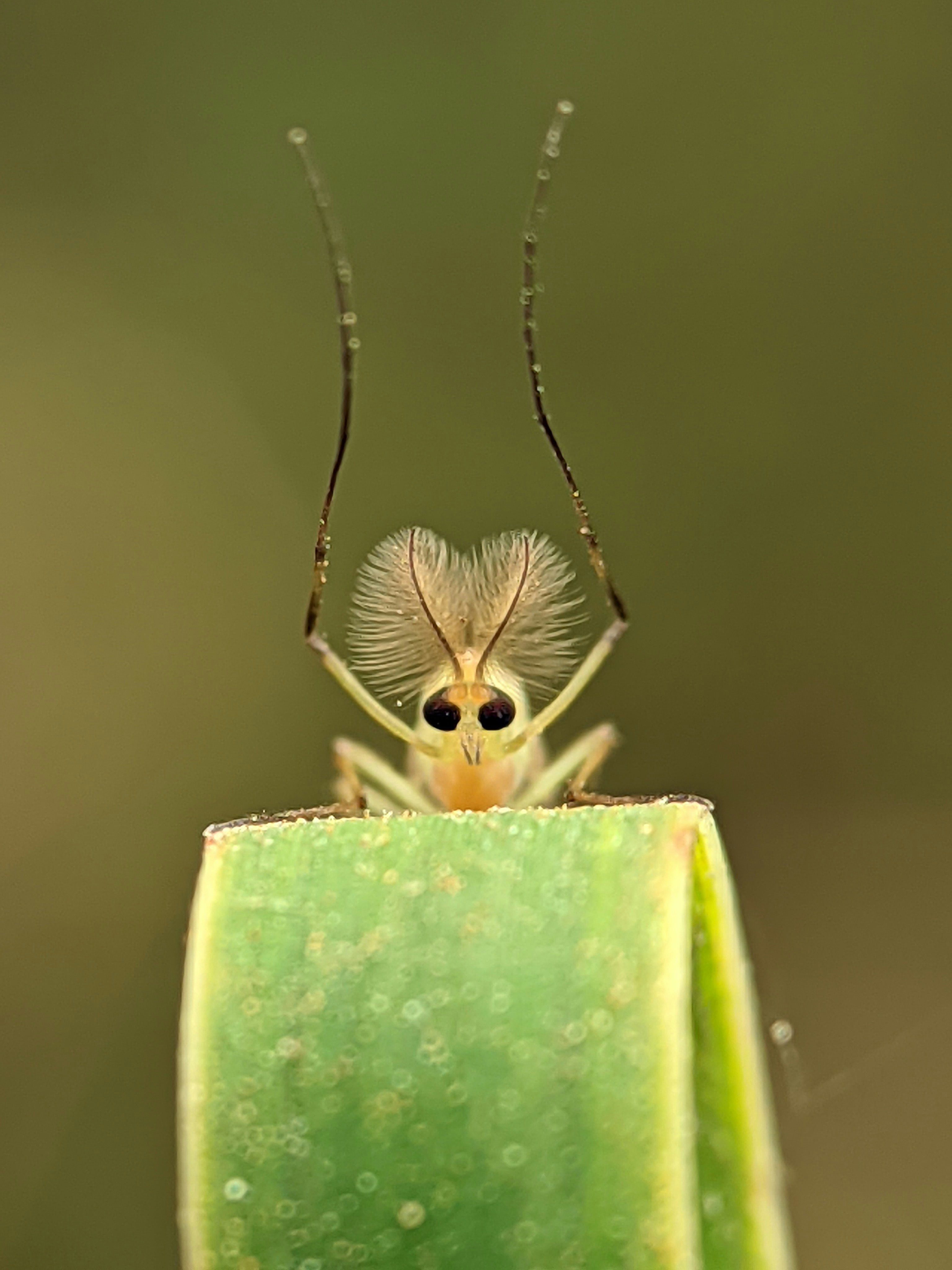 A tiny insect with feathery antennae on a green leaf.