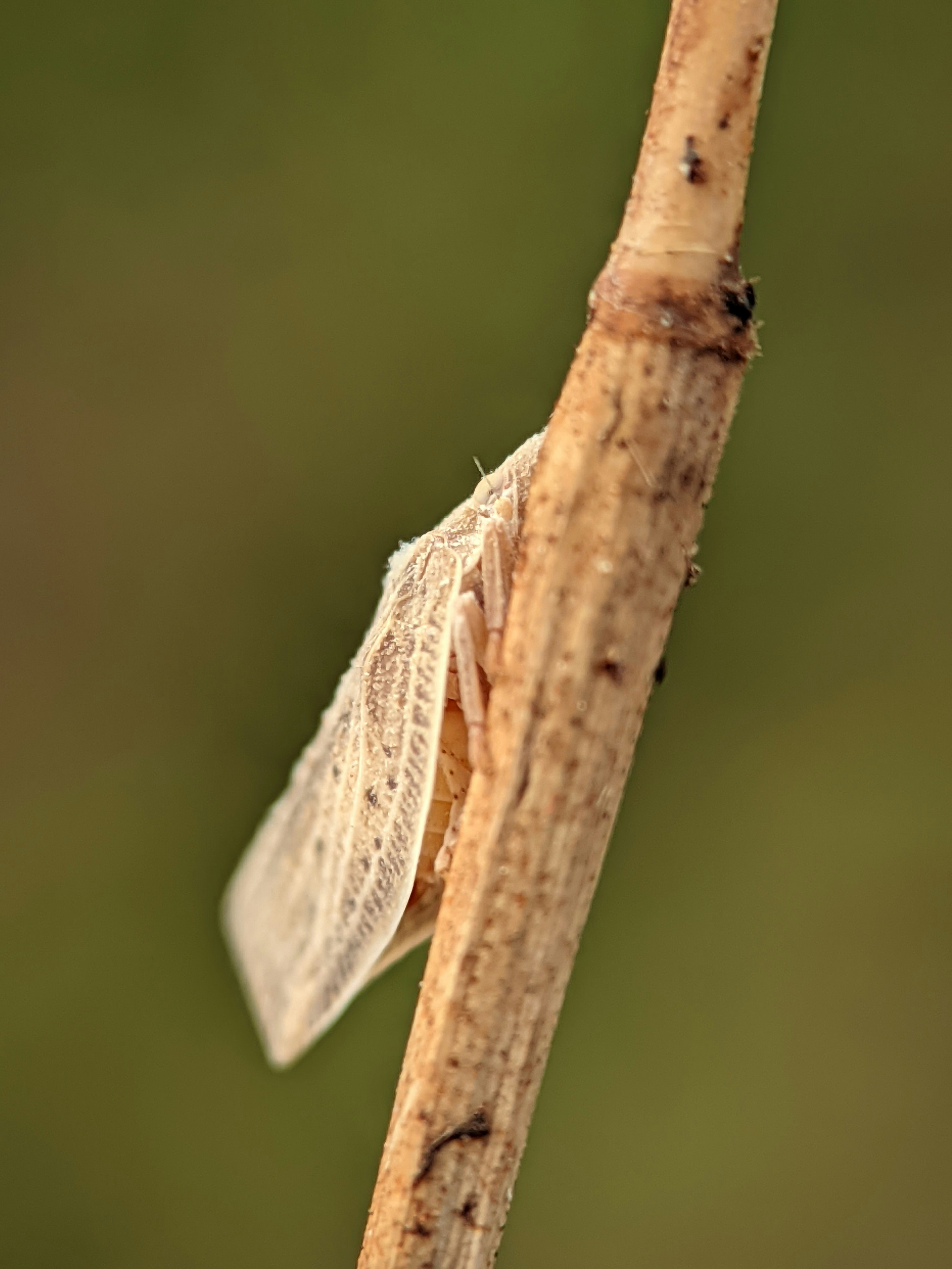Silvery Moth Adorned on a Weathered Reed
