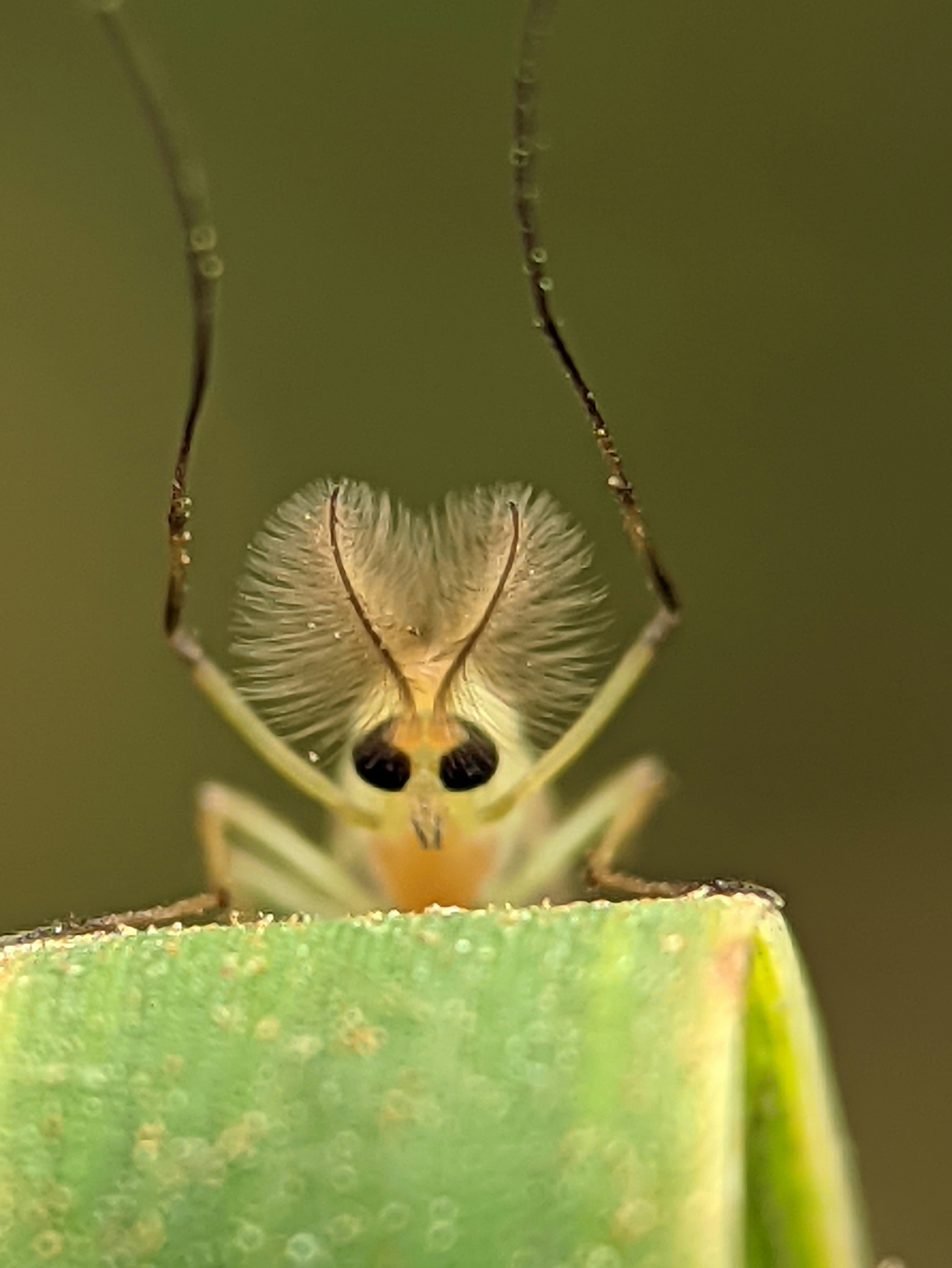 Front-Row View of a Feathered Face: A Macro Portrait of a Small Critter