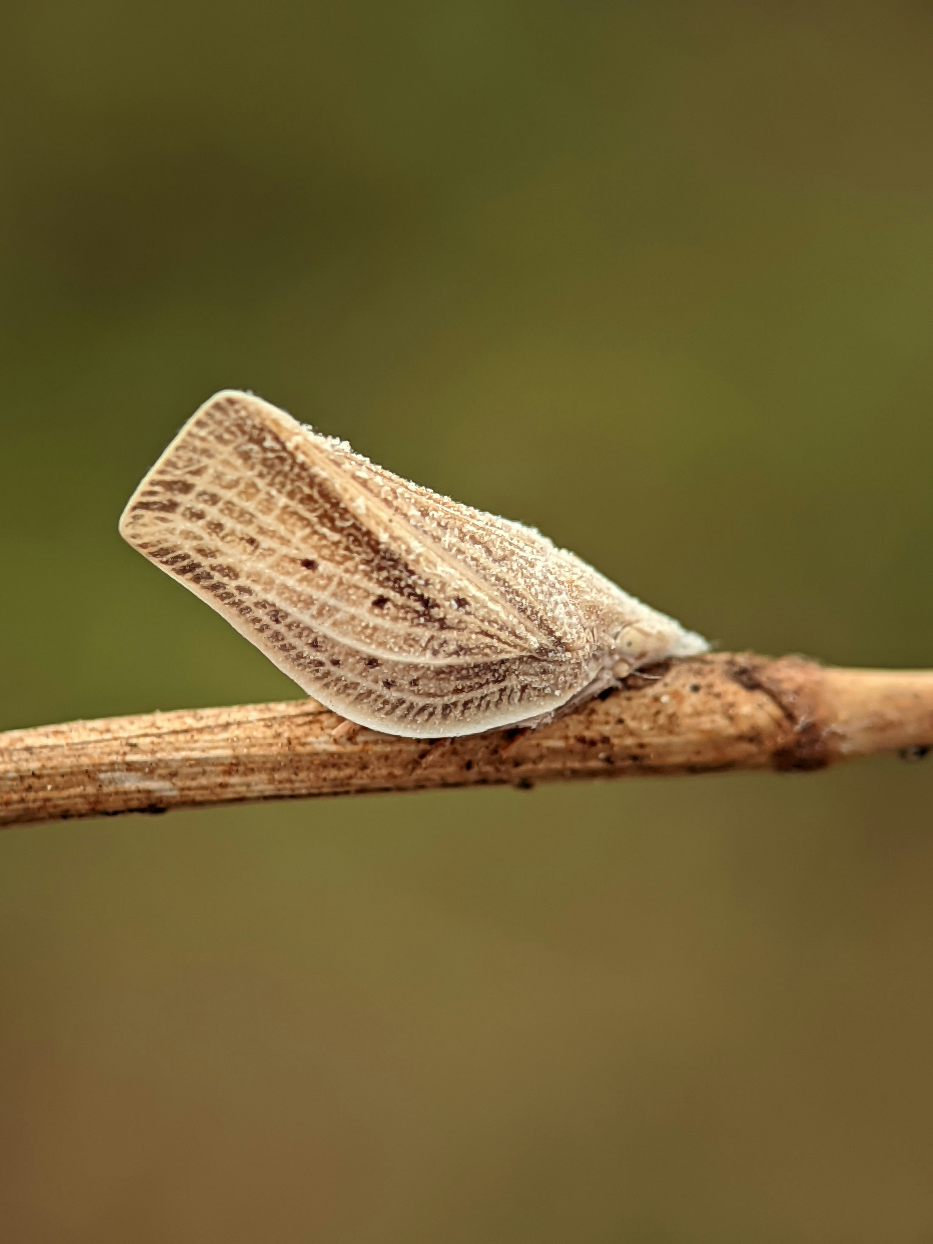 A moth rests on a thin branch with blurred background.