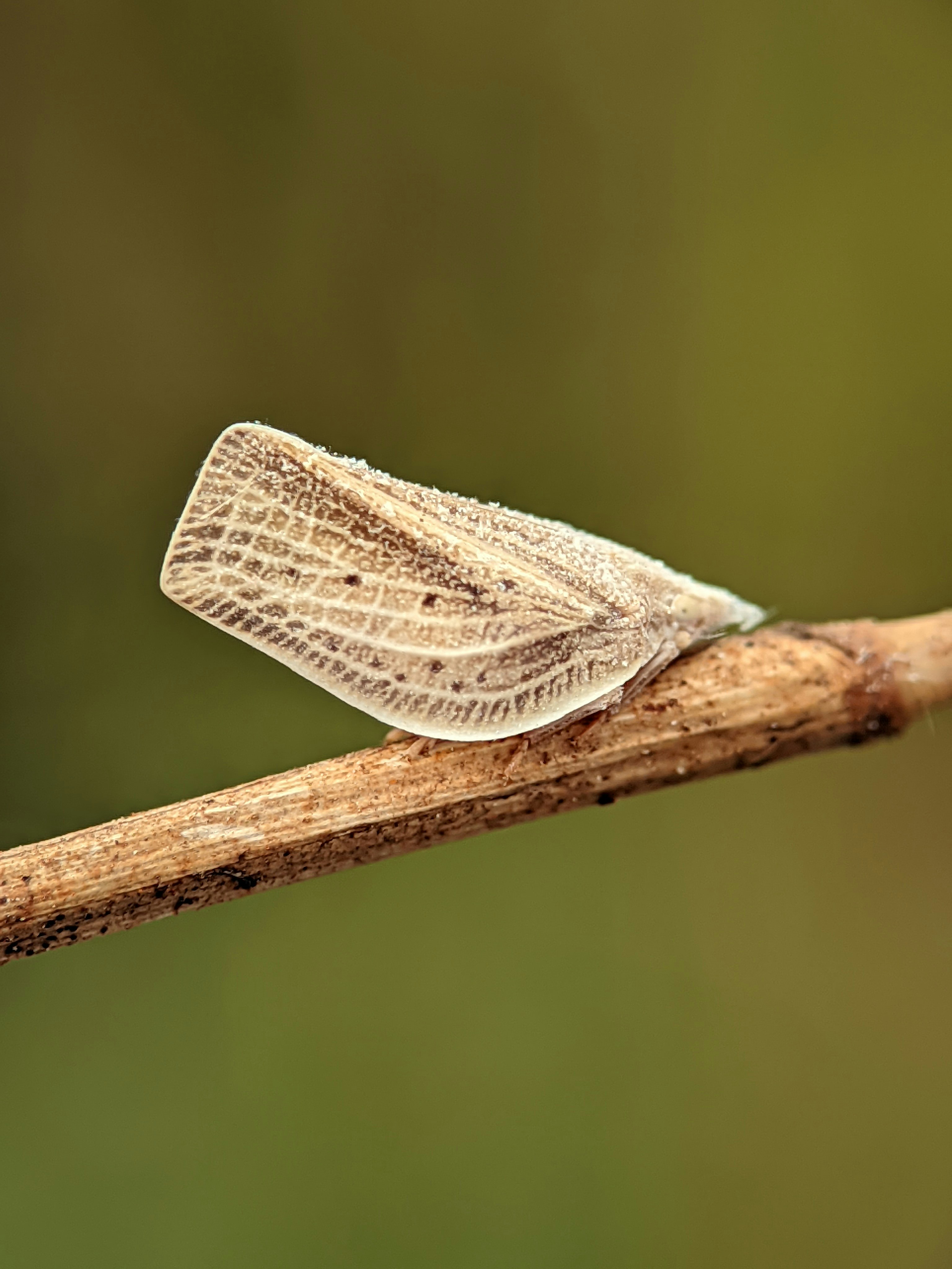 Delicate leaf-moth rests on a twig in quiet light
