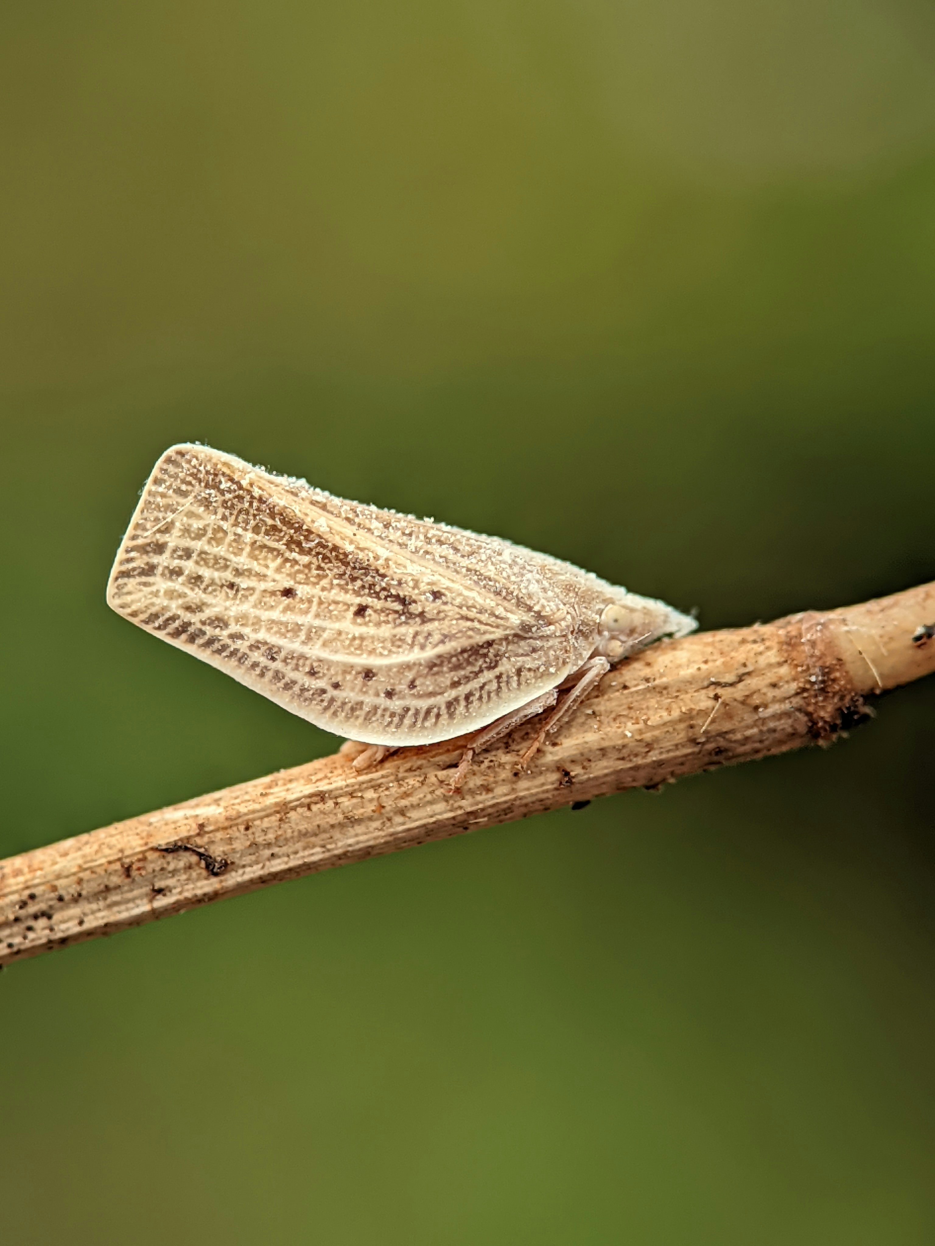 A light brown insect rests on a thin branch.