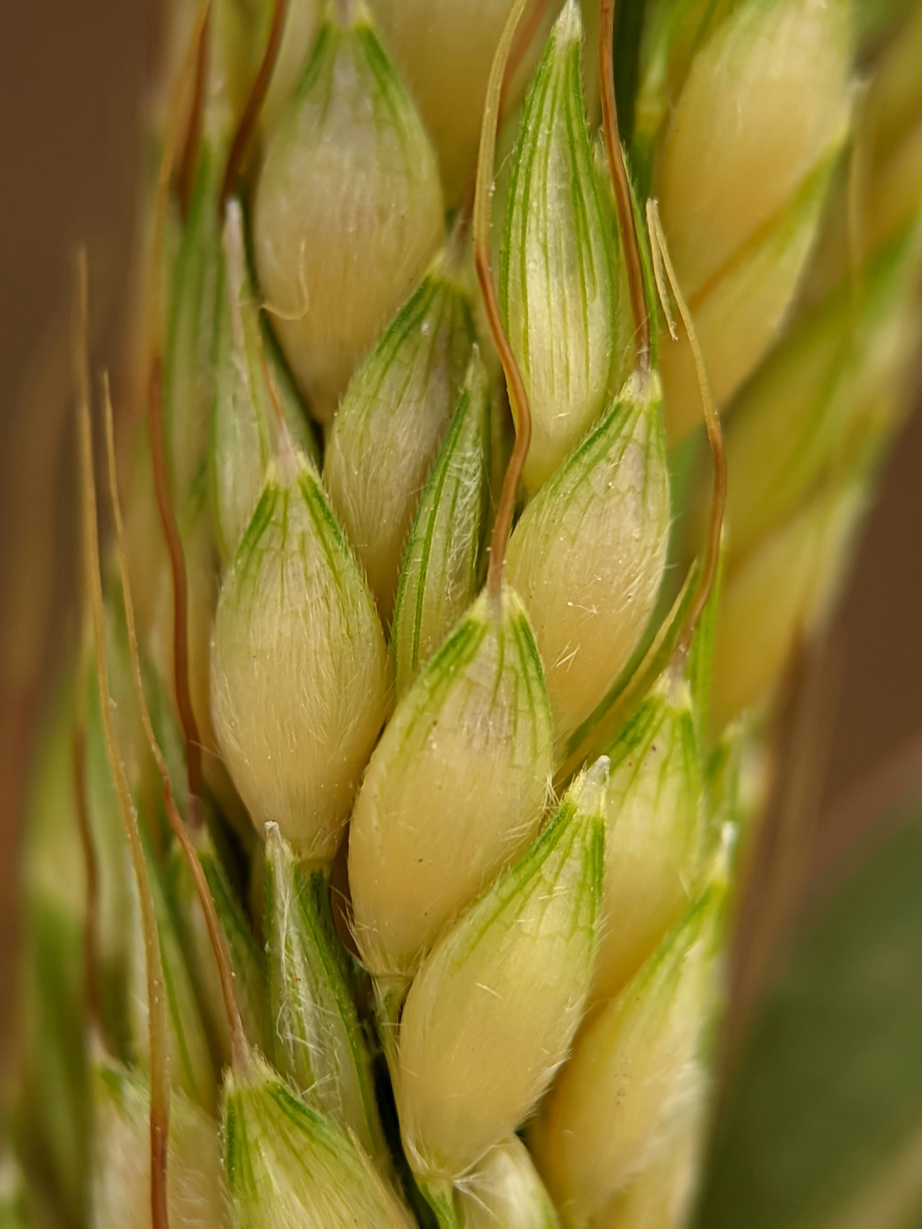 Close-up of a ripening wheat ear with green tips.