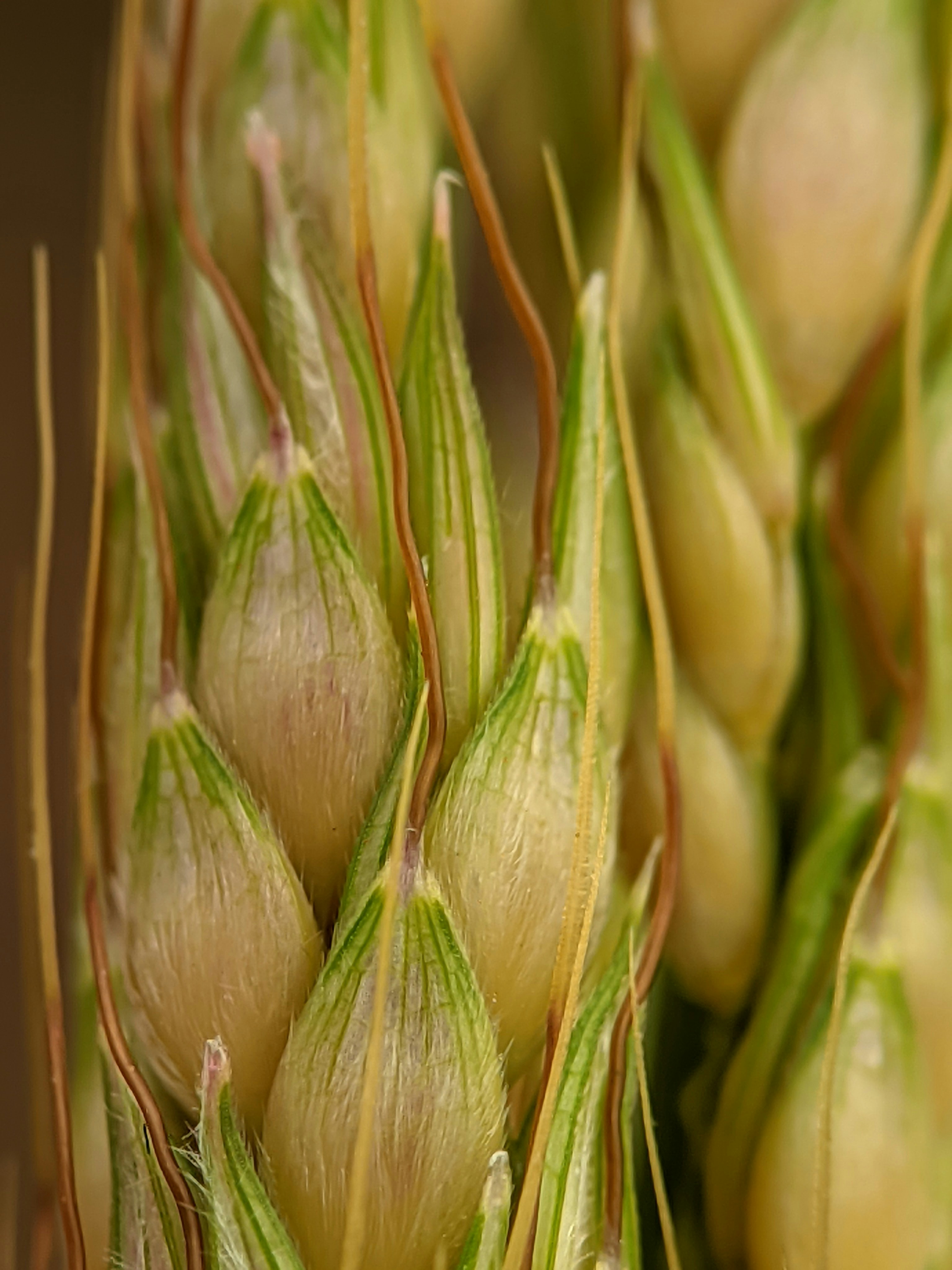 Close-up of a developing wheat head with green husks.