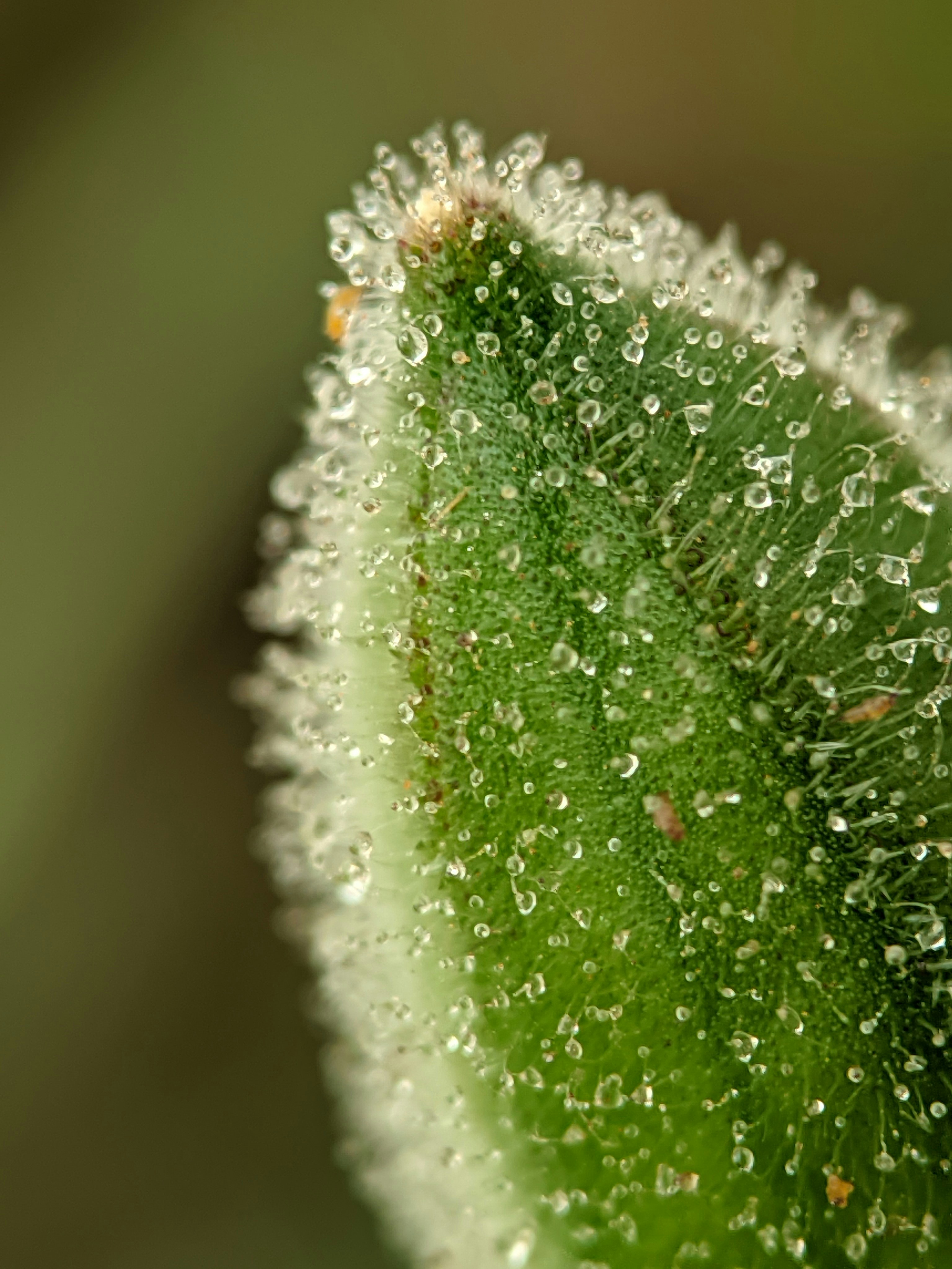 Dew drops on a fuzzy green leaf tip