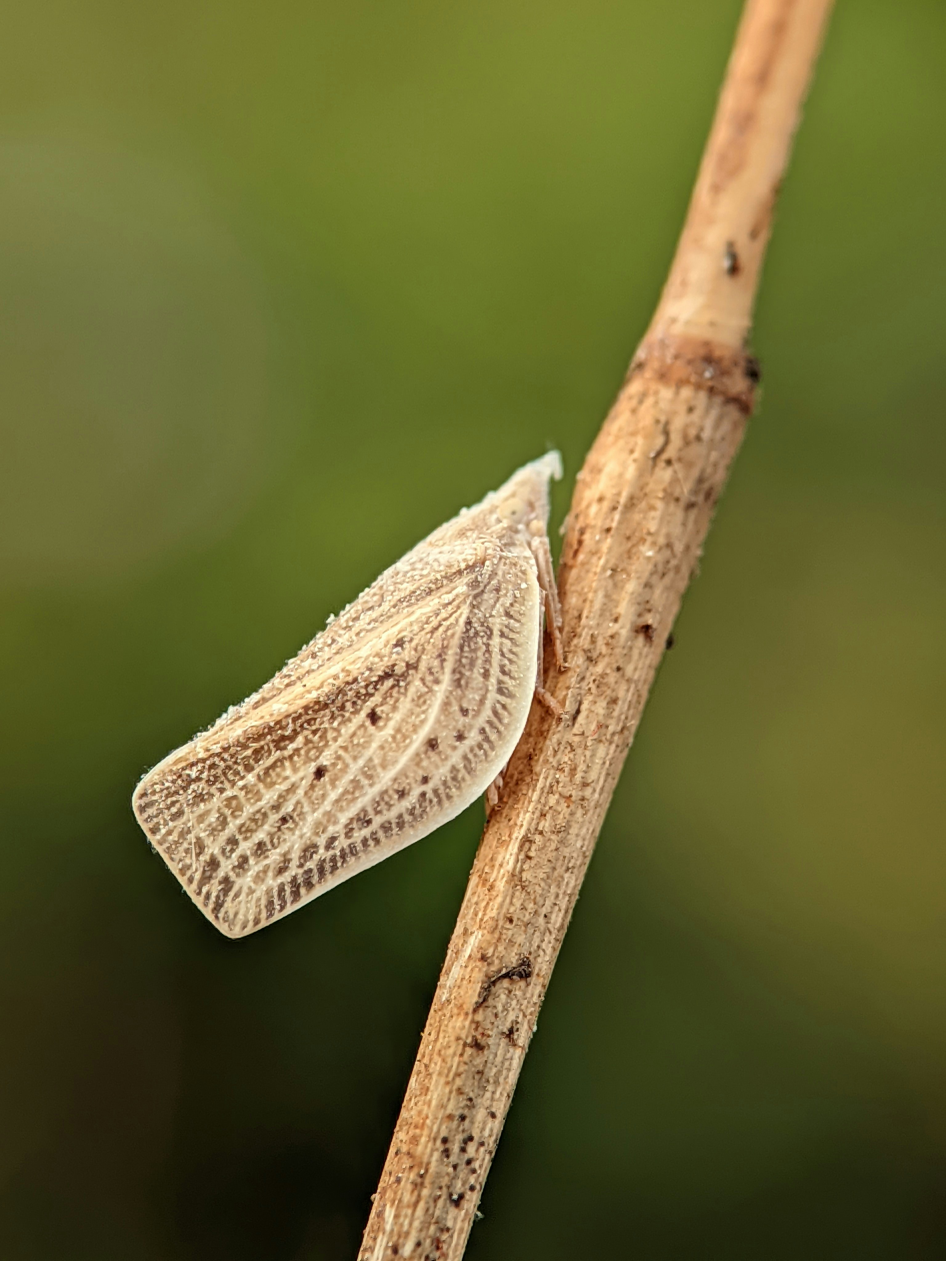 Veiled Moth on a Reed: Delicate Texture and Silent Perch
