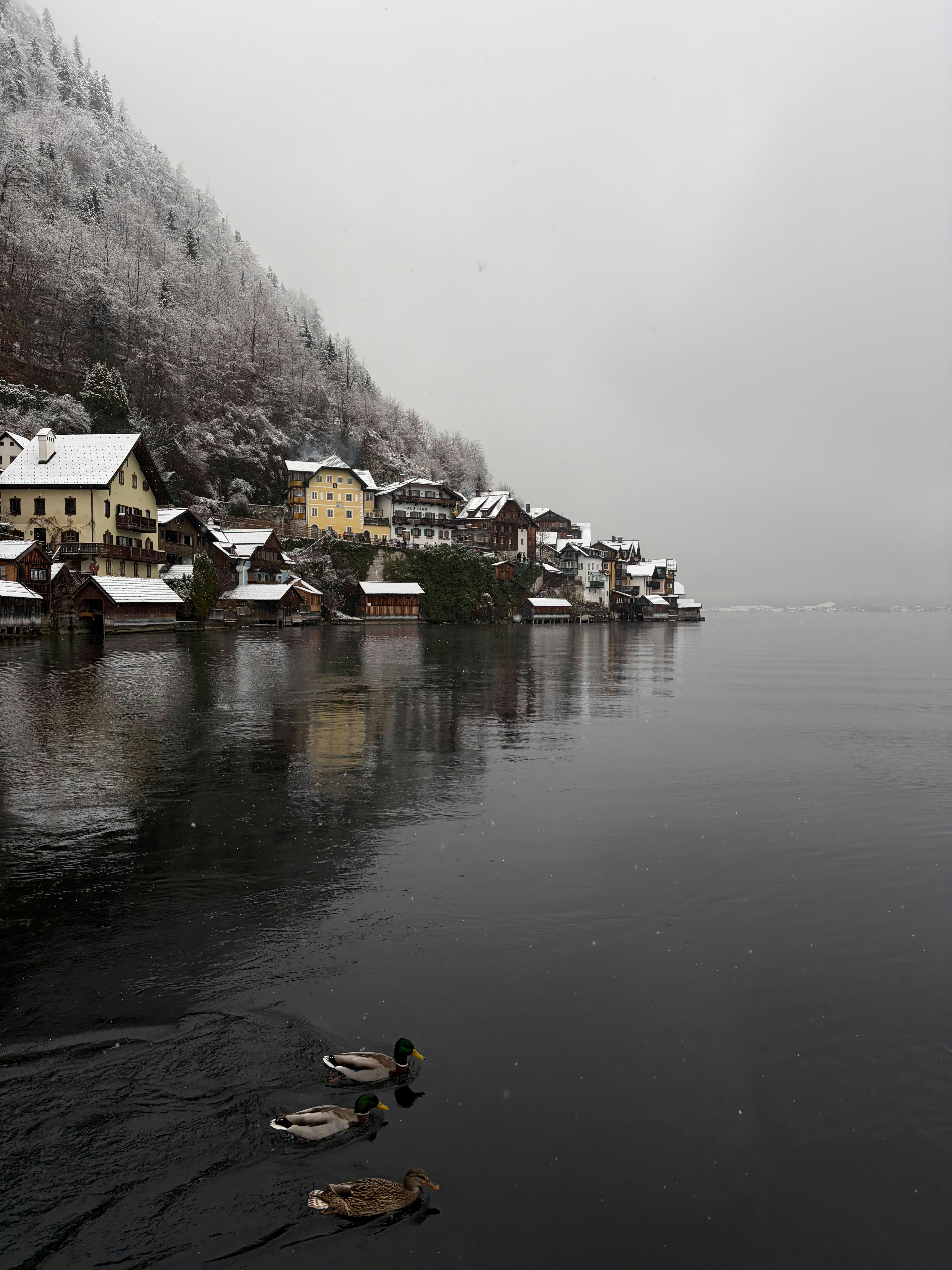 Ducks swim in a dark lake with snow-covered village.