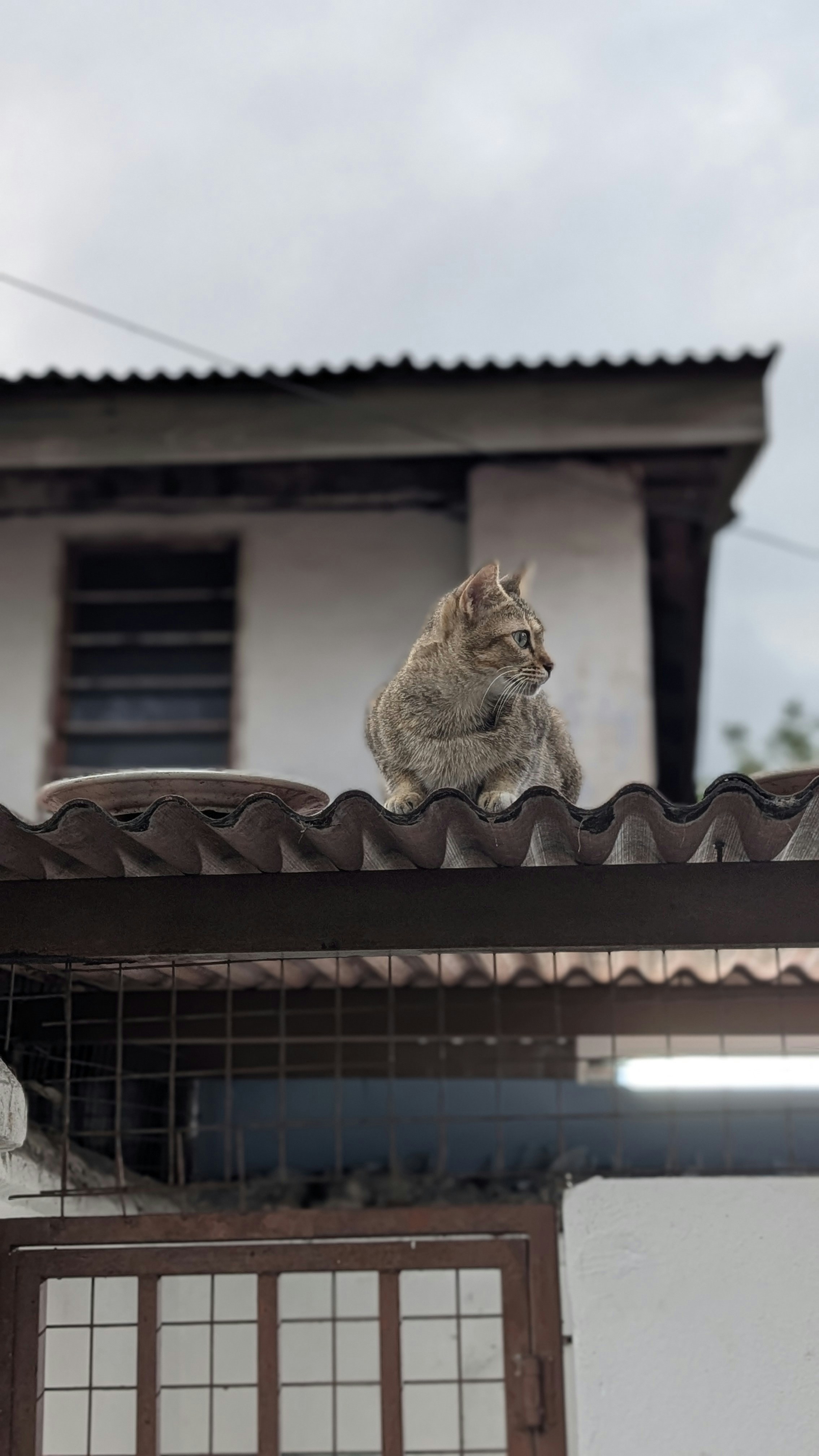 A tabby cat sits on a tiled roof outdoors.