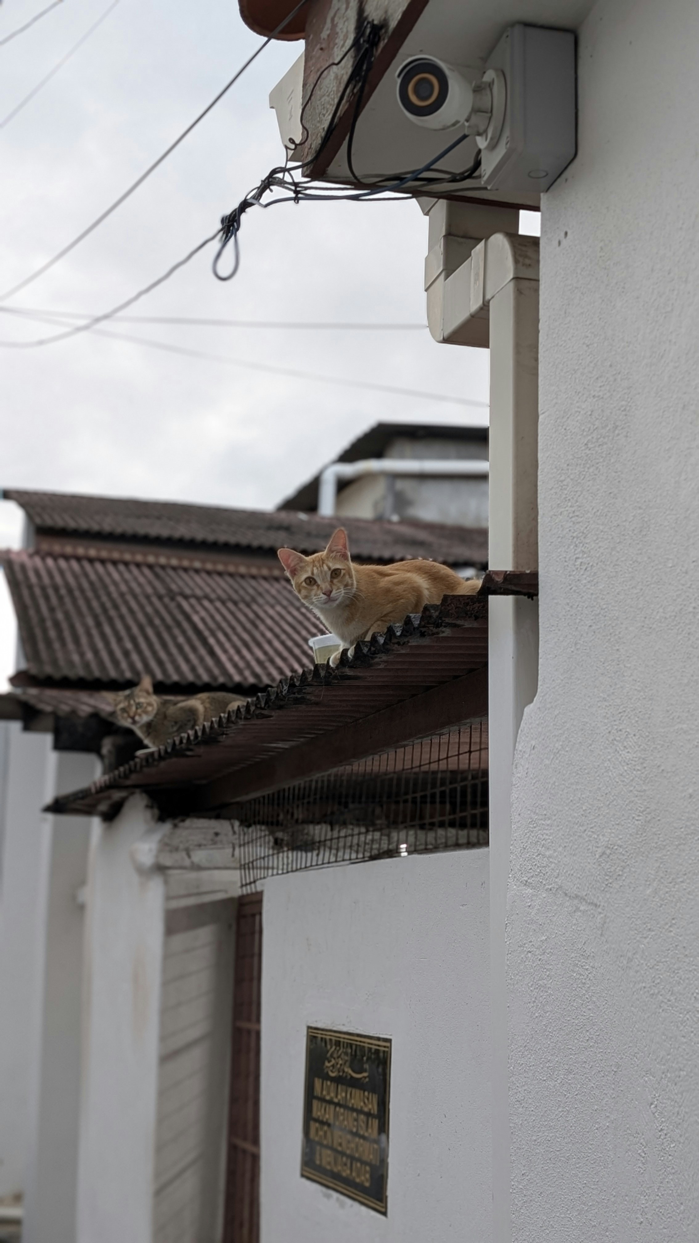 Two orange cats on a corrugated metal roof.