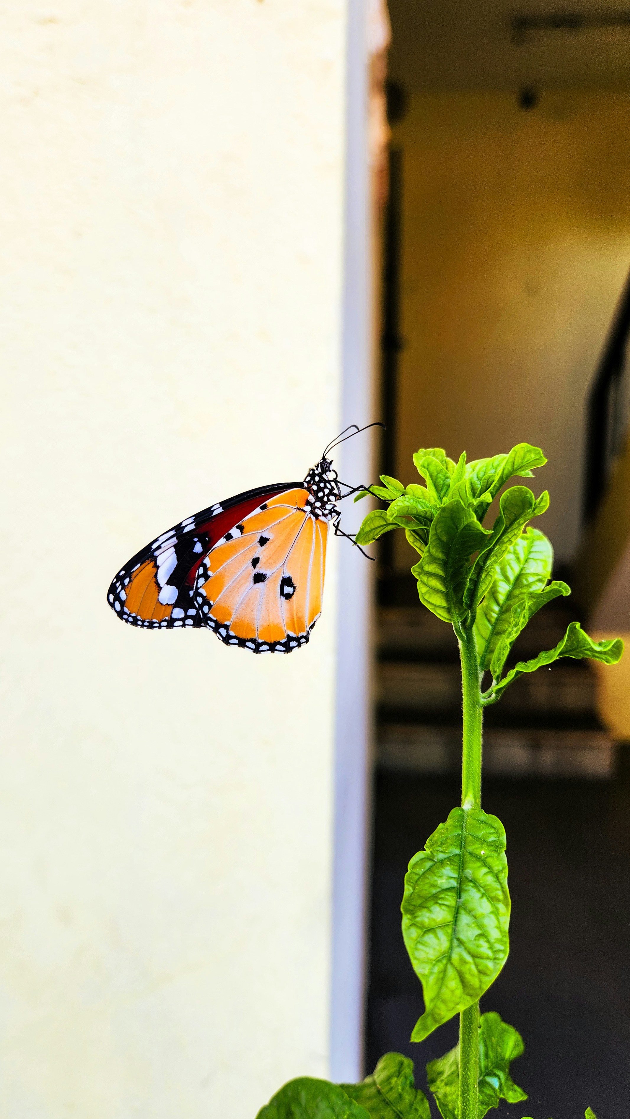 Butterfly on a Neon Stem: A Quiet Moment by the Wall