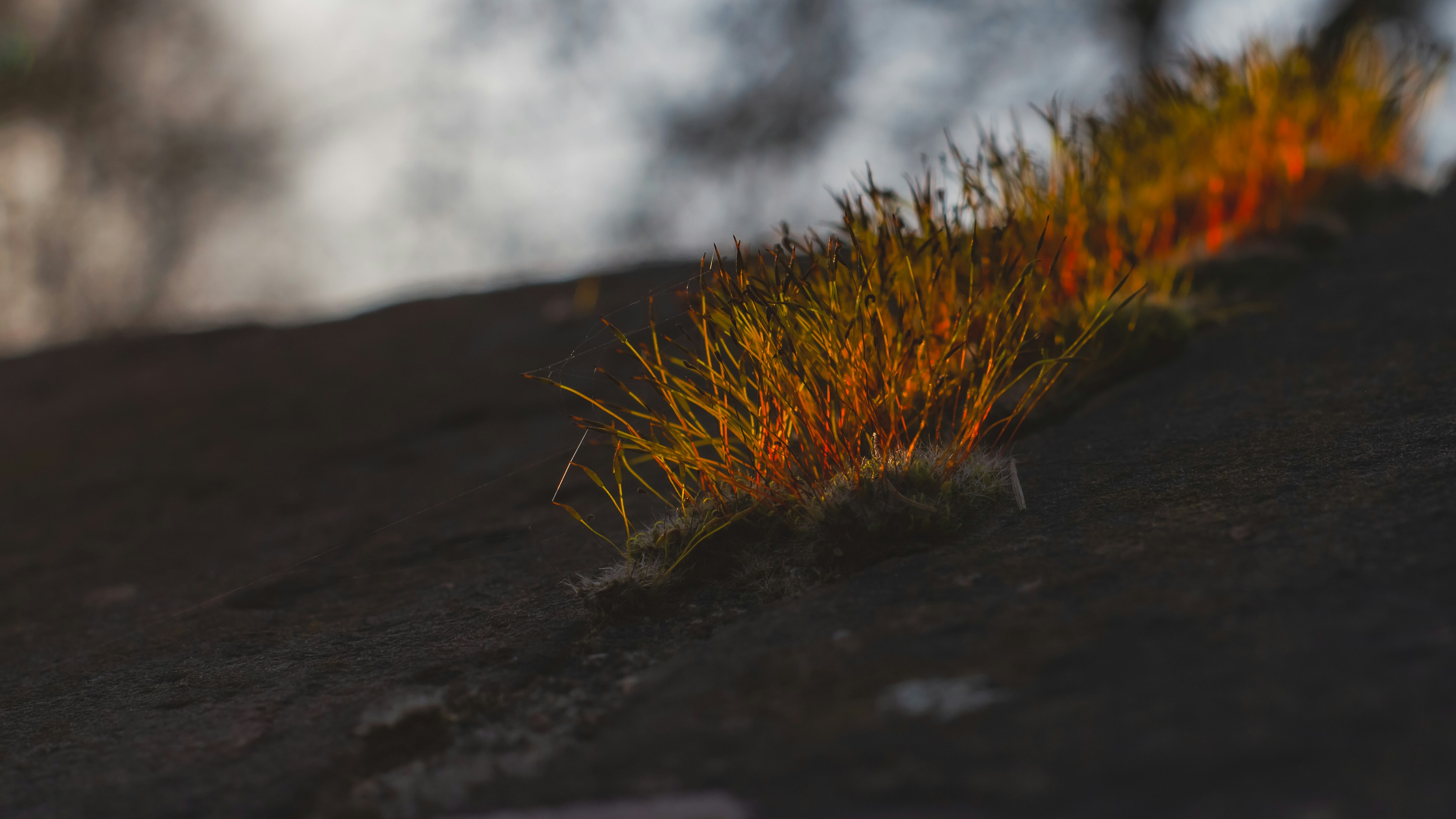 Emergent Flame: A tuft of grass Ignites the Ridge