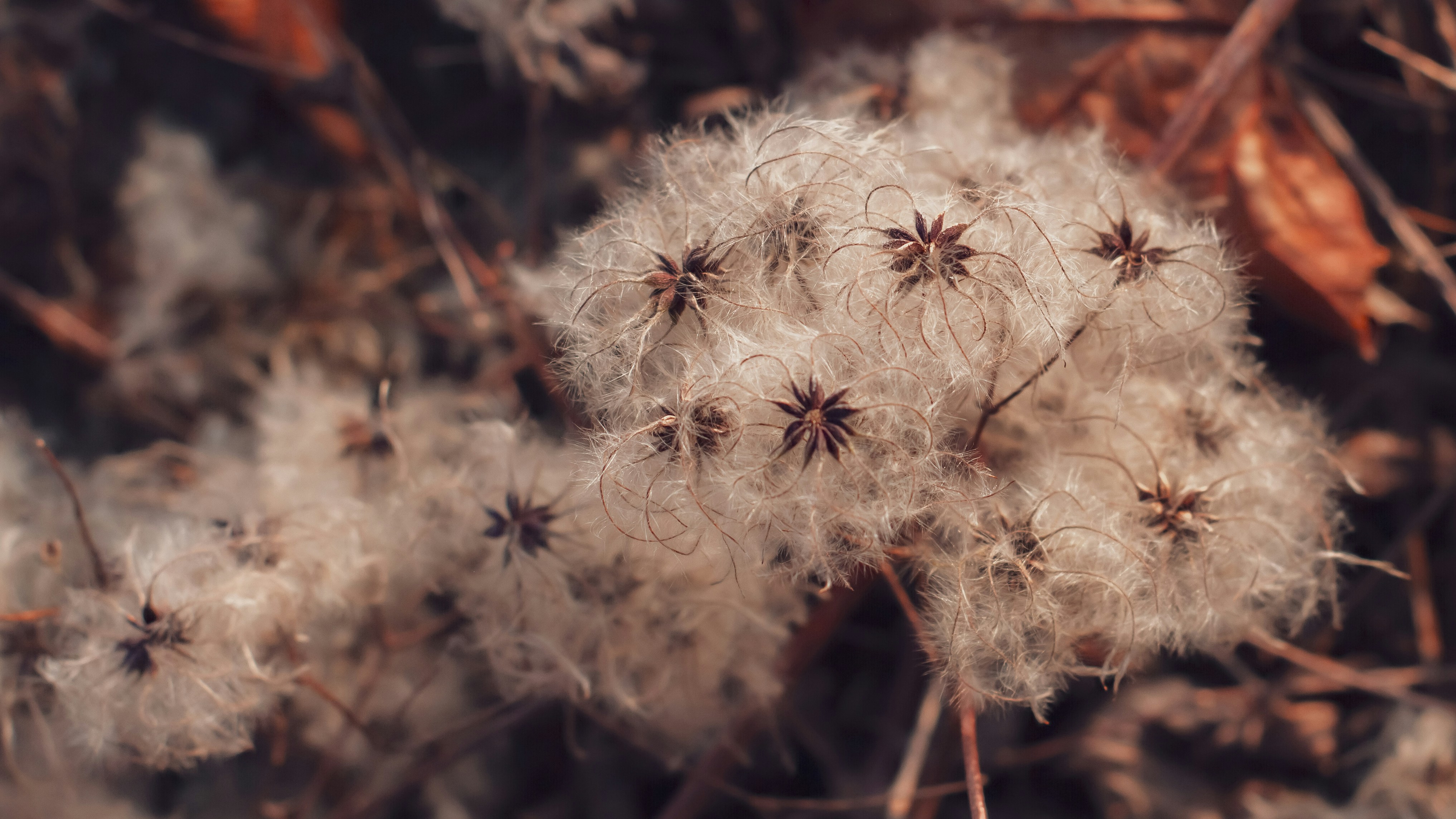 Fluffy Dandelion Stars on a Quiet Autumn Bench
