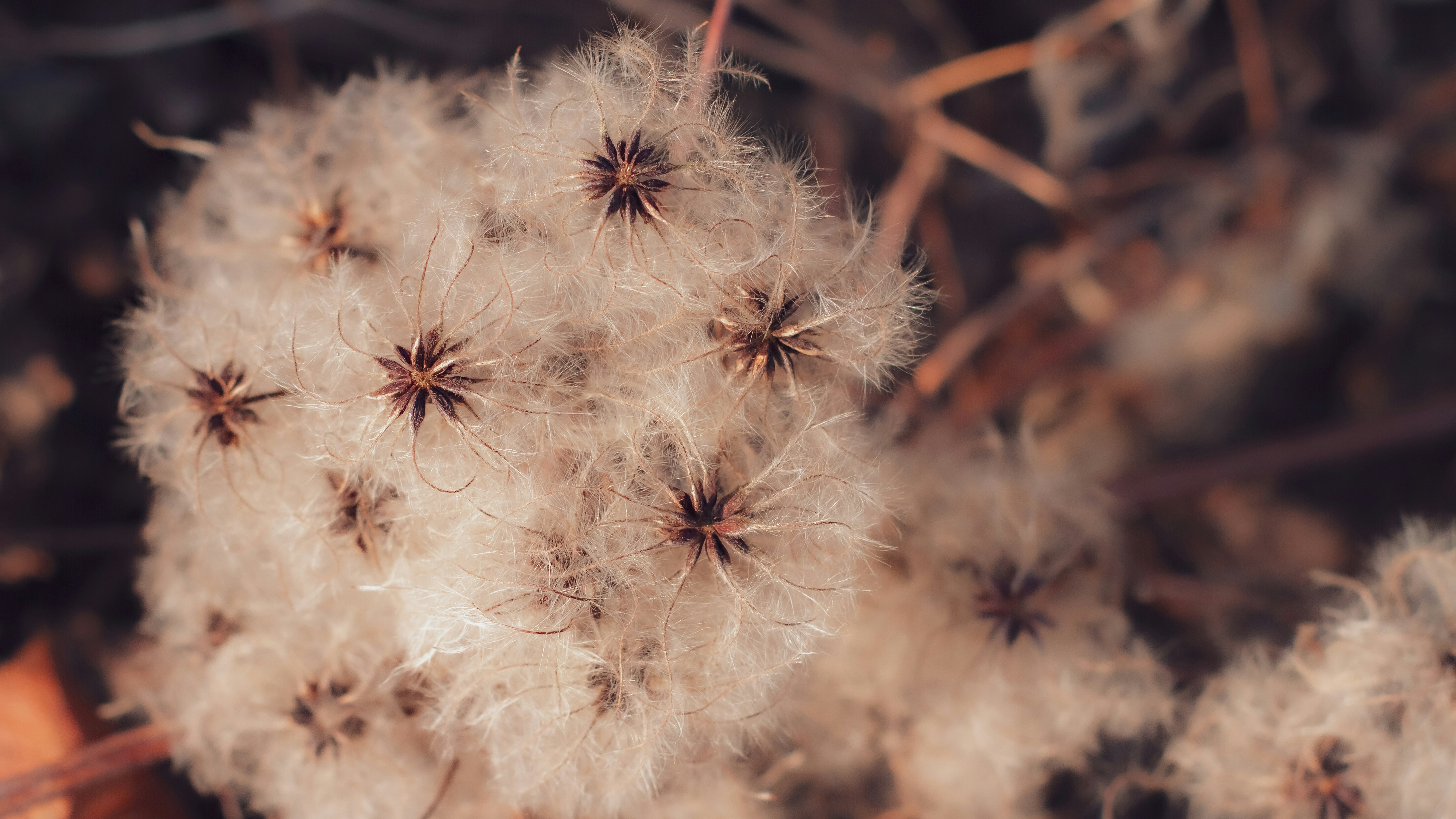 Whispering Dandelions: Soft Seeds Against Autumn Twilight