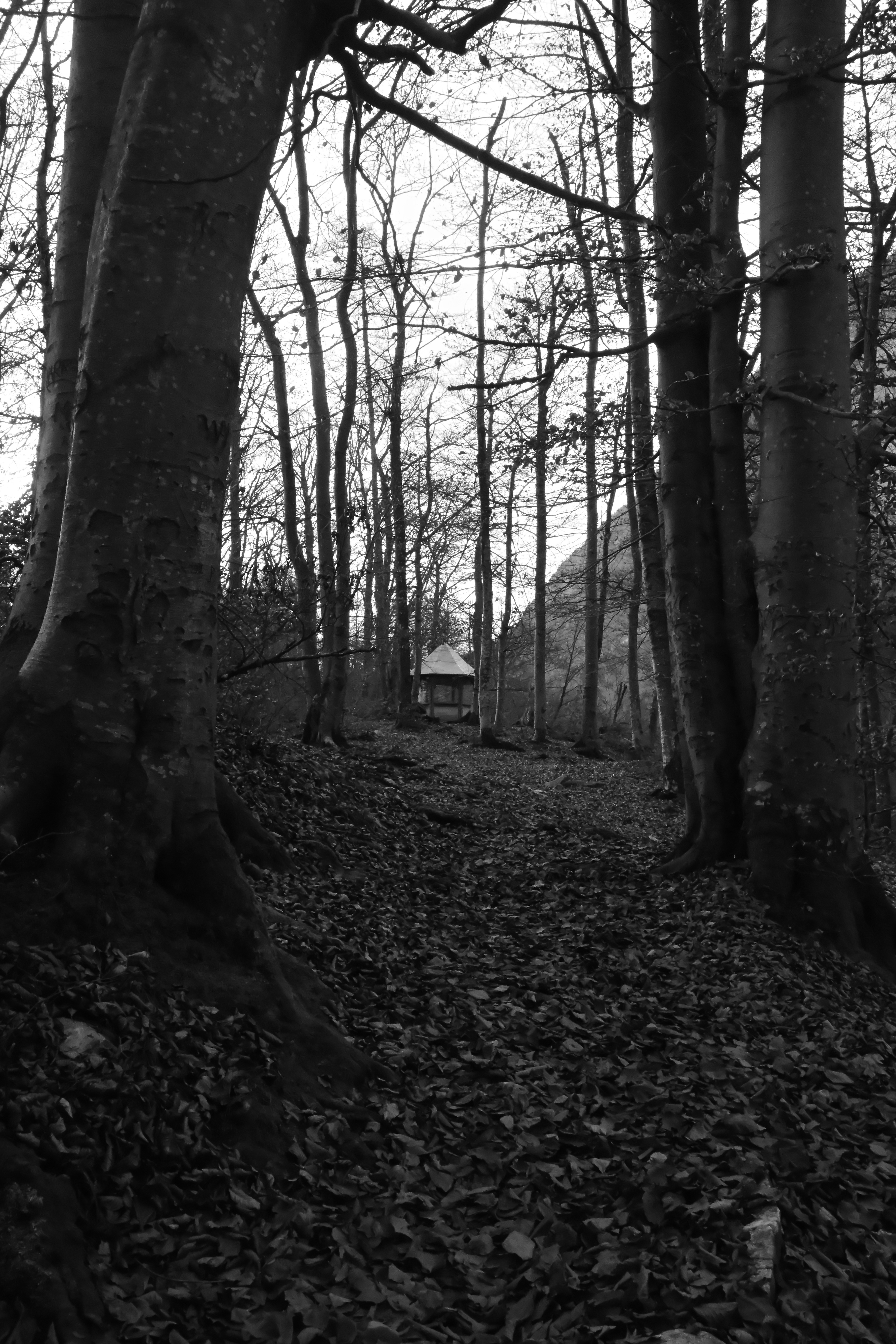 Photo by Niklas with Nikon Z50 II