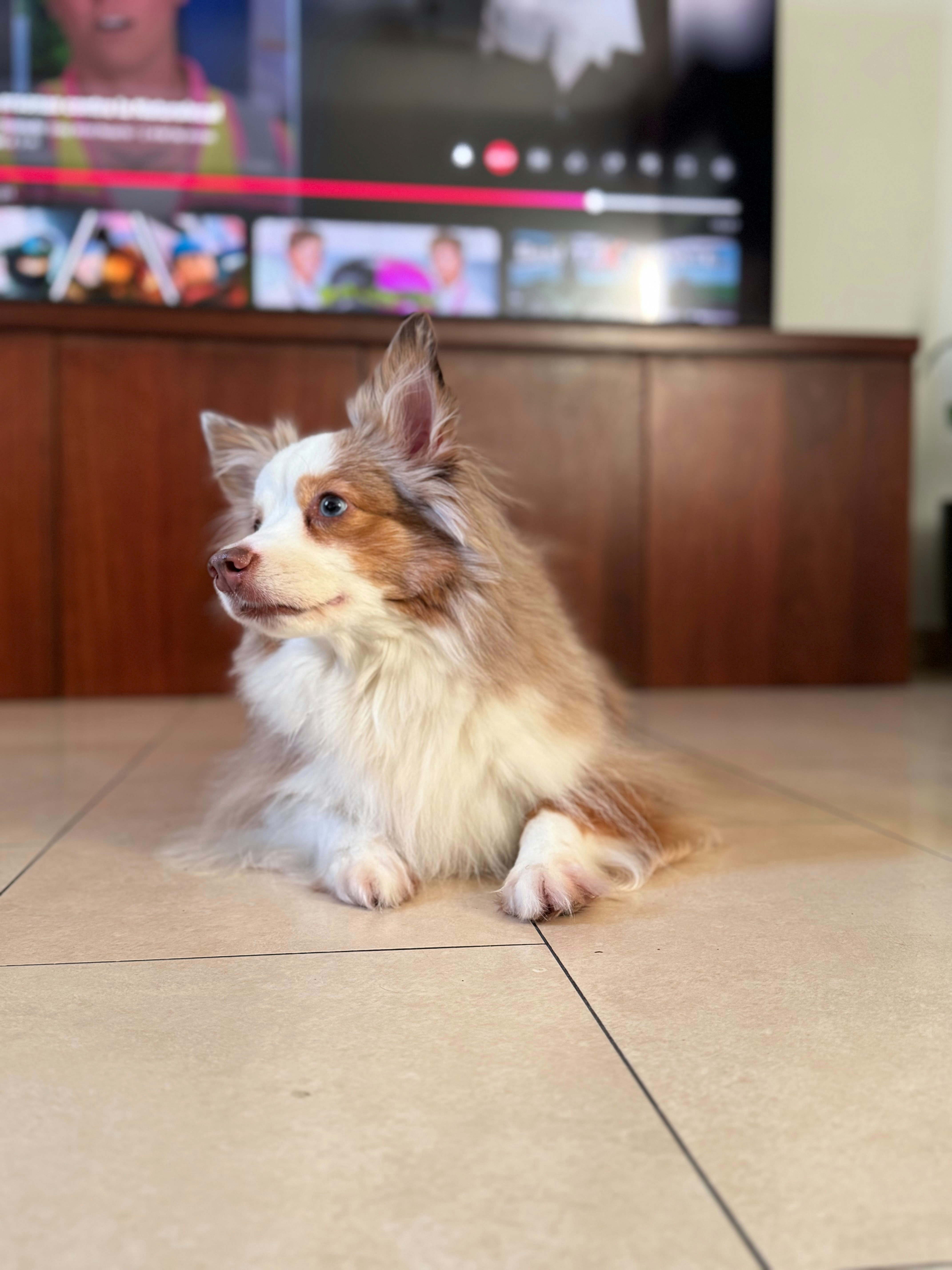 A Curious Pup Resting on a Tiled Floor with a TV Backdrop