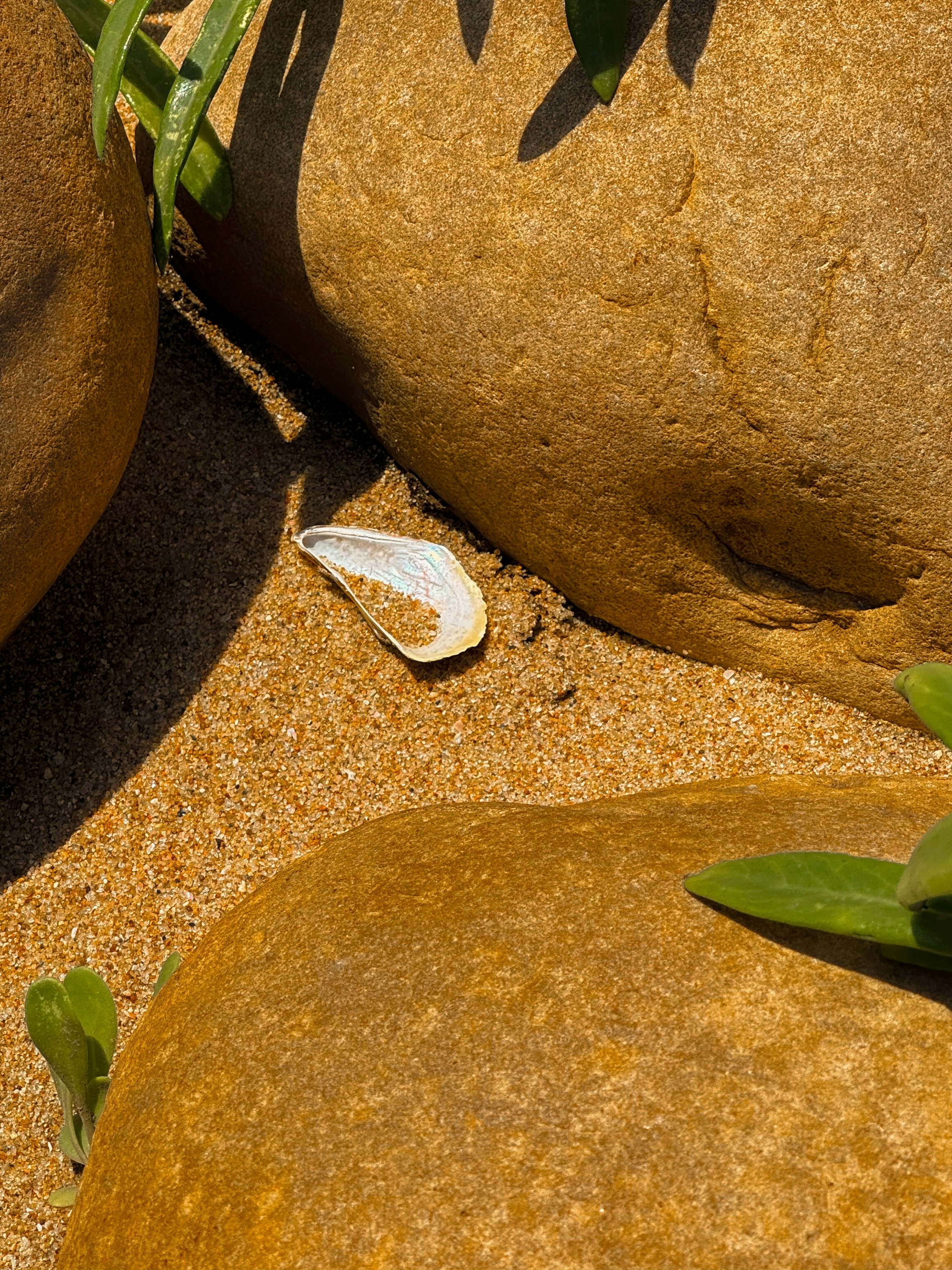 Shell Amid Pebbles: A Quiet Moment on Sandy Studio