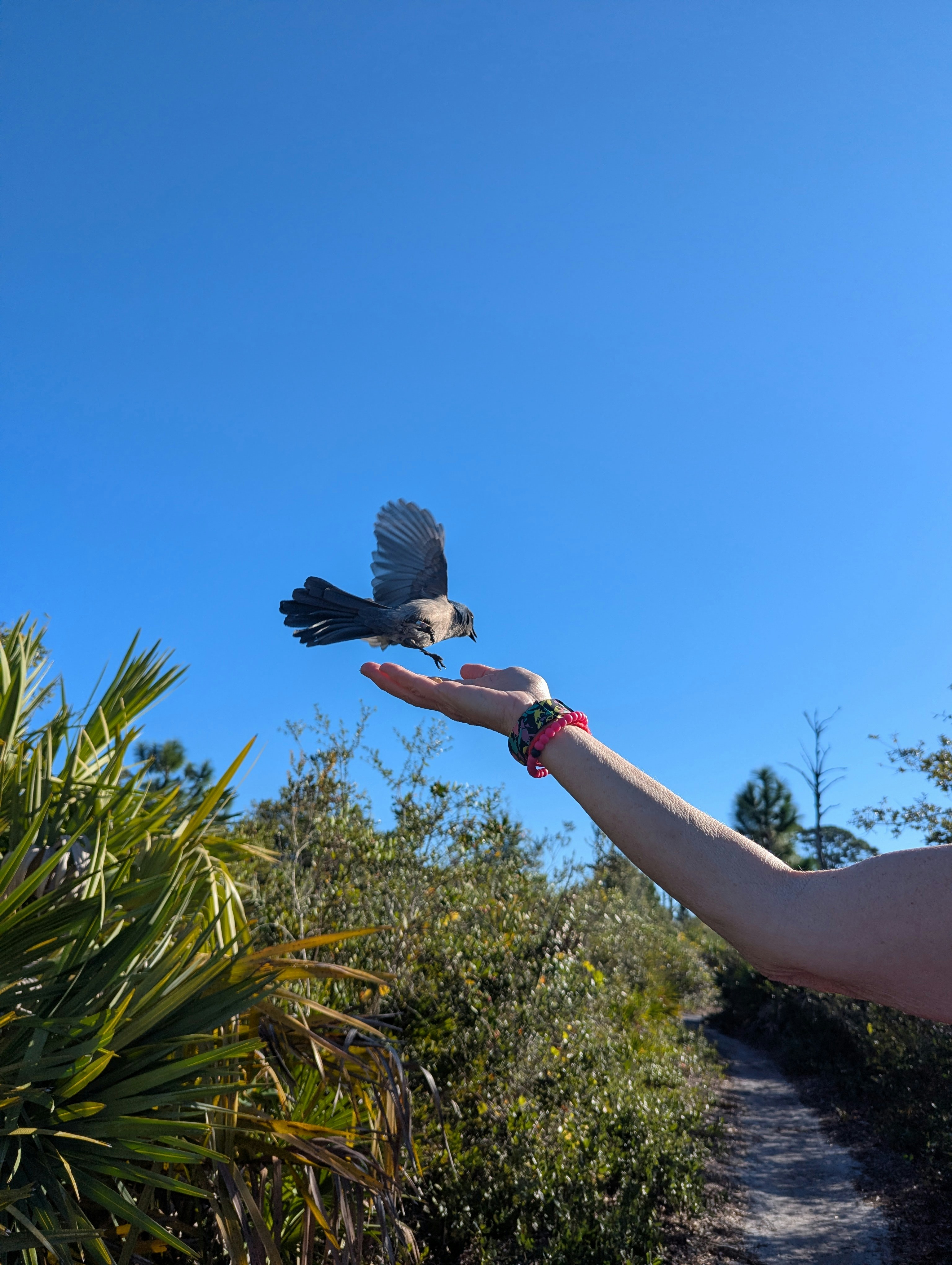 Winged Return: A Sparrow Leaves the Hand Against a Bright Sky