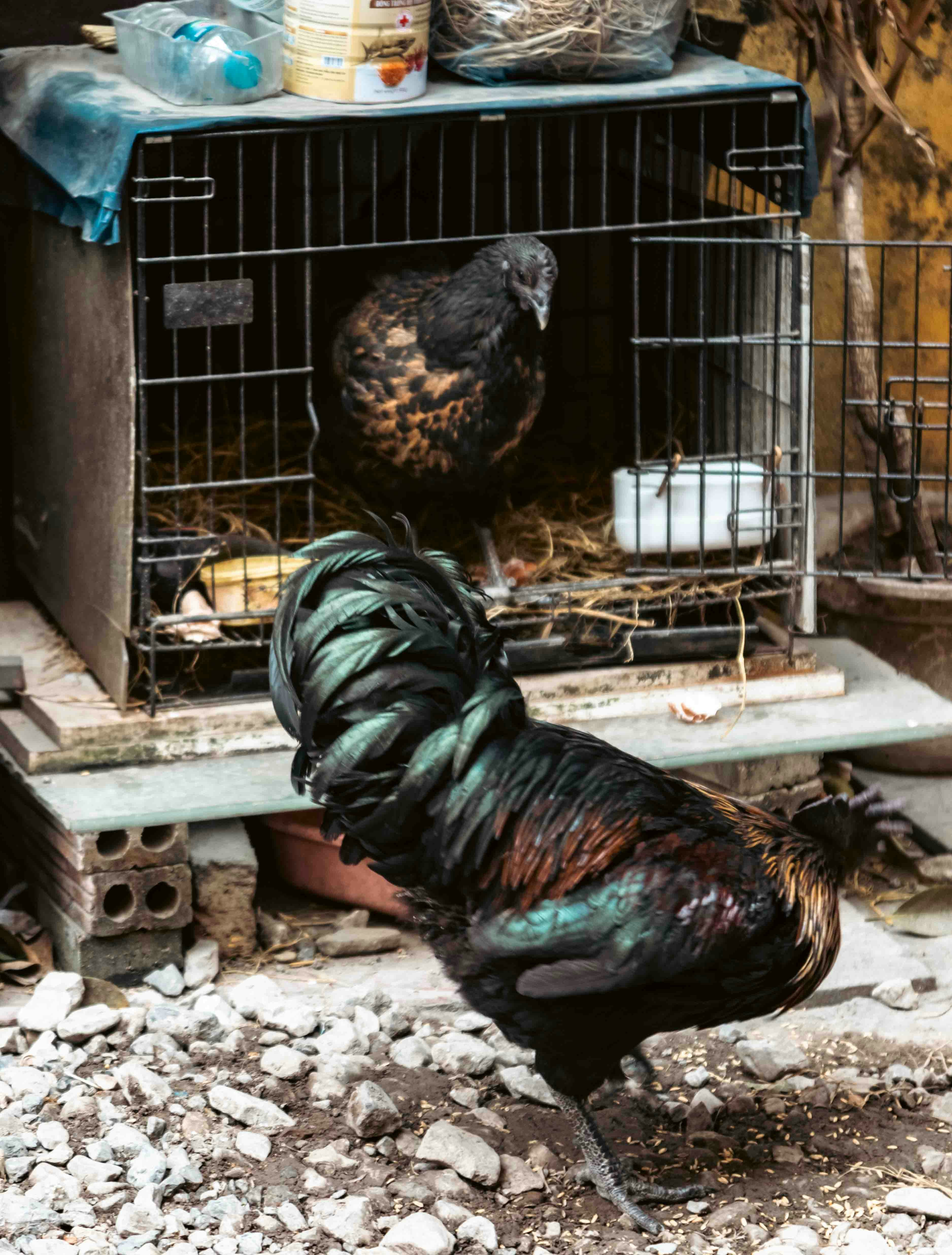 Midday standoff: rooster in shadowed coop contrasts with iridescent plumage