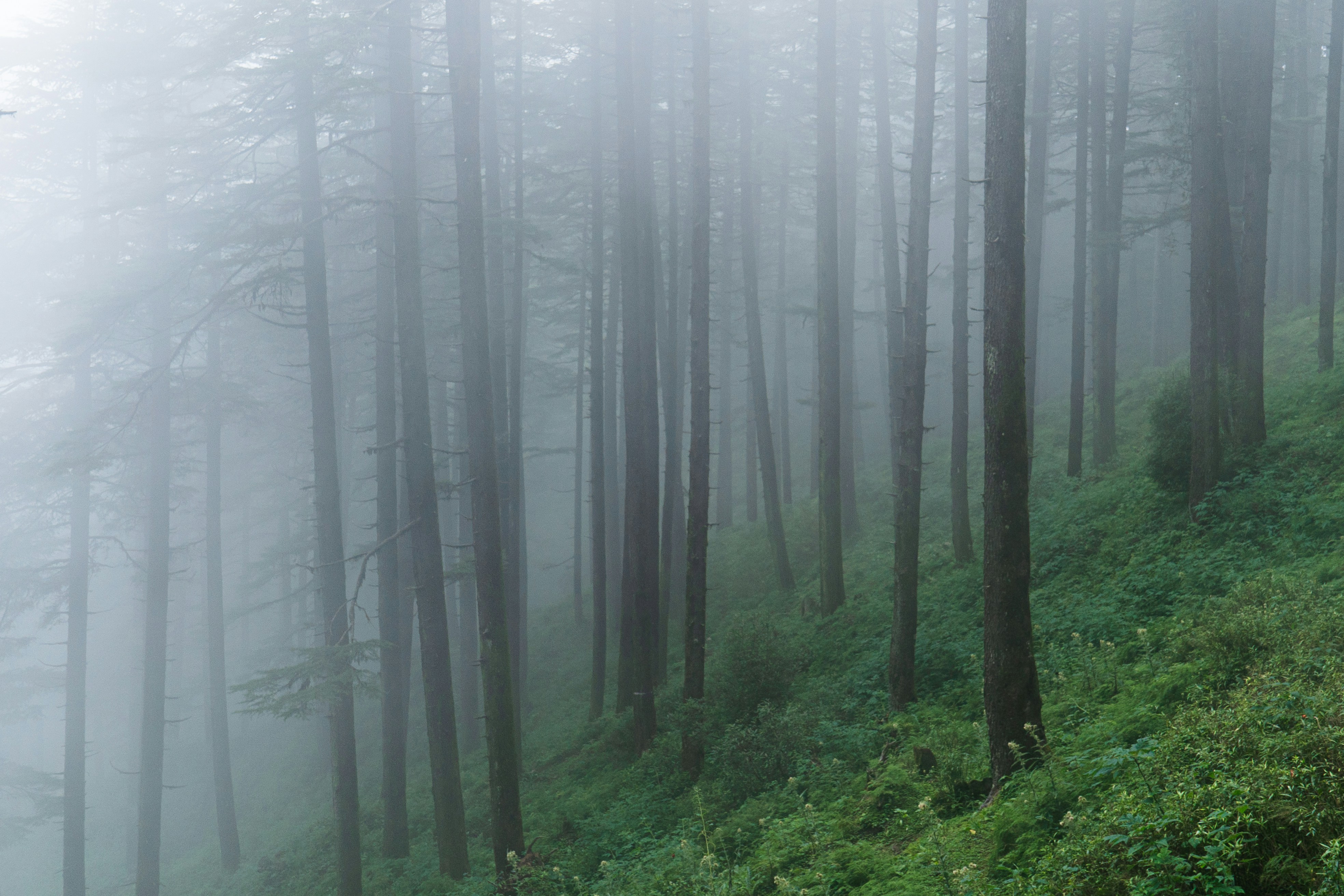 Whispering Pines in the Mist