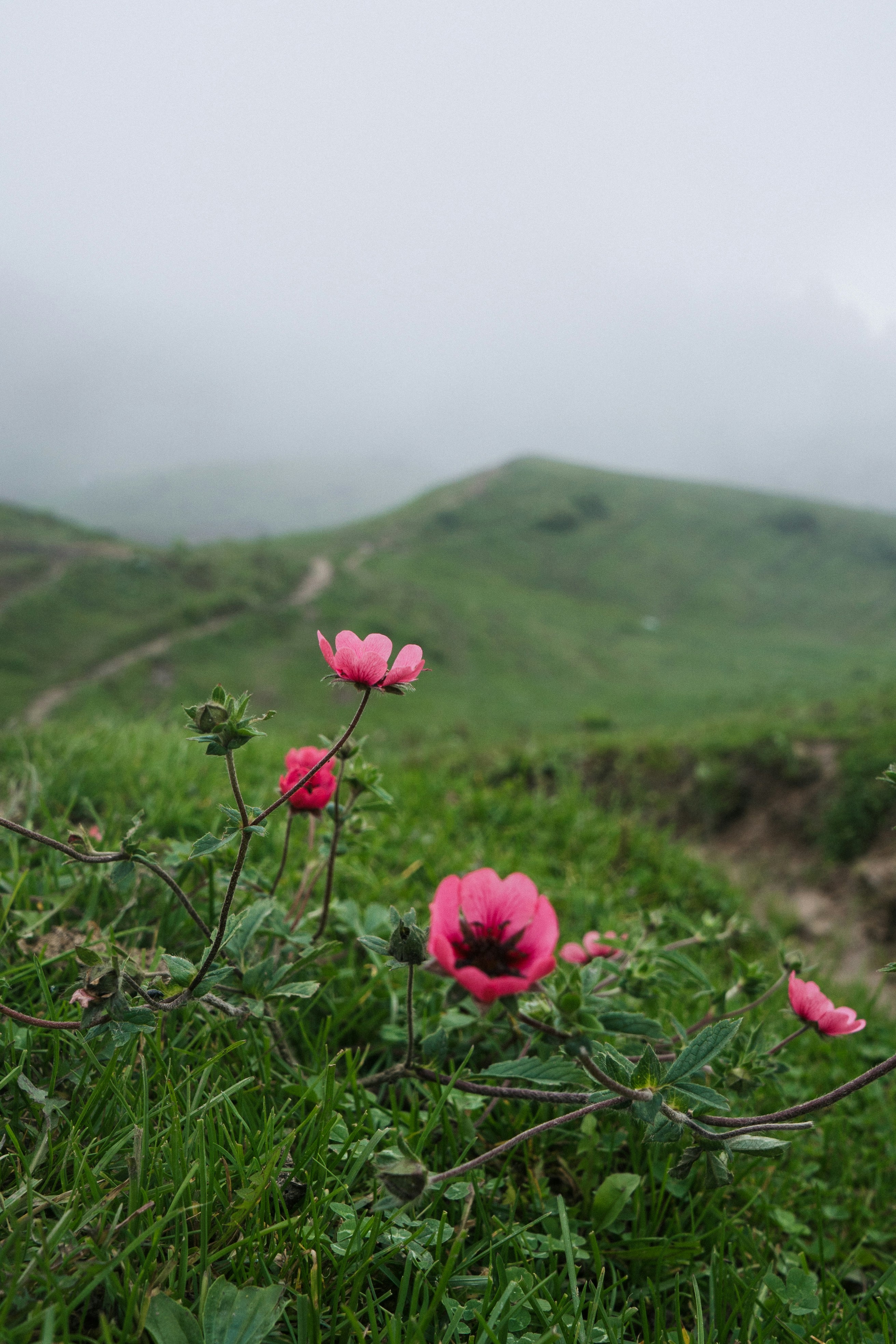 Pink petals in foggy hillside bloom