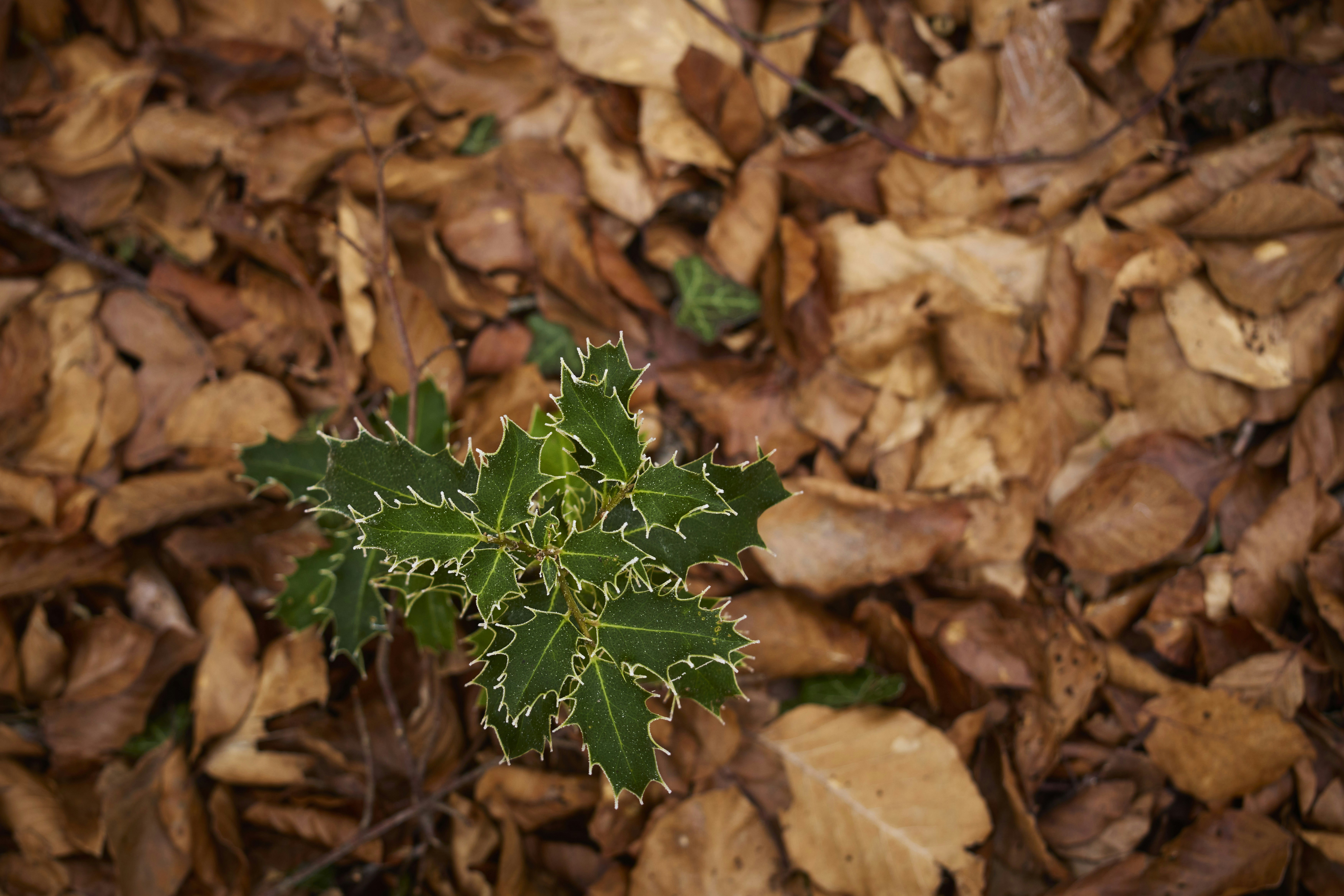 Lime-Outlined Ivy Emerges from Autumn Leaf Bed