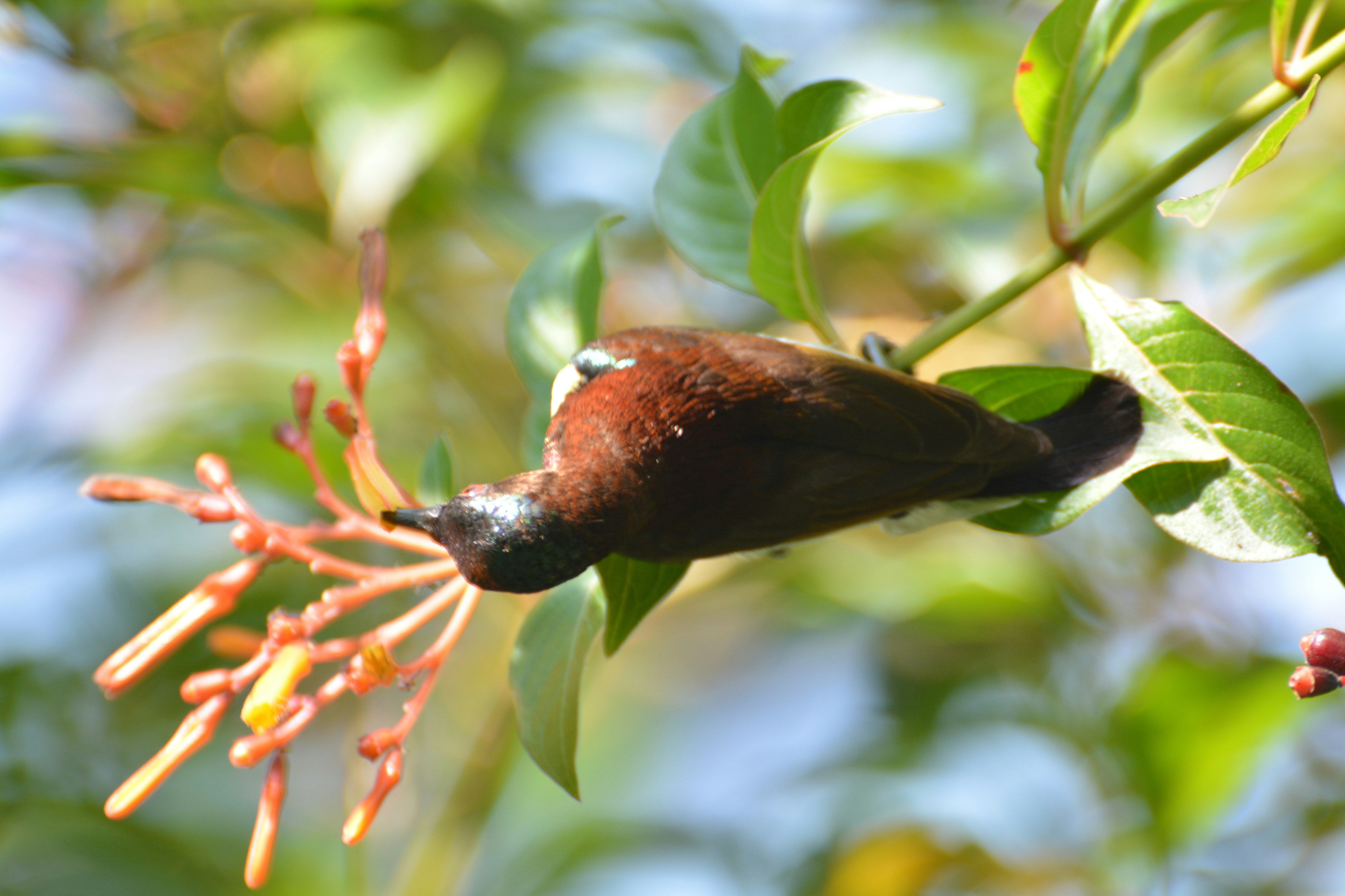 Hummingbird Hidden in Coral Blossoms